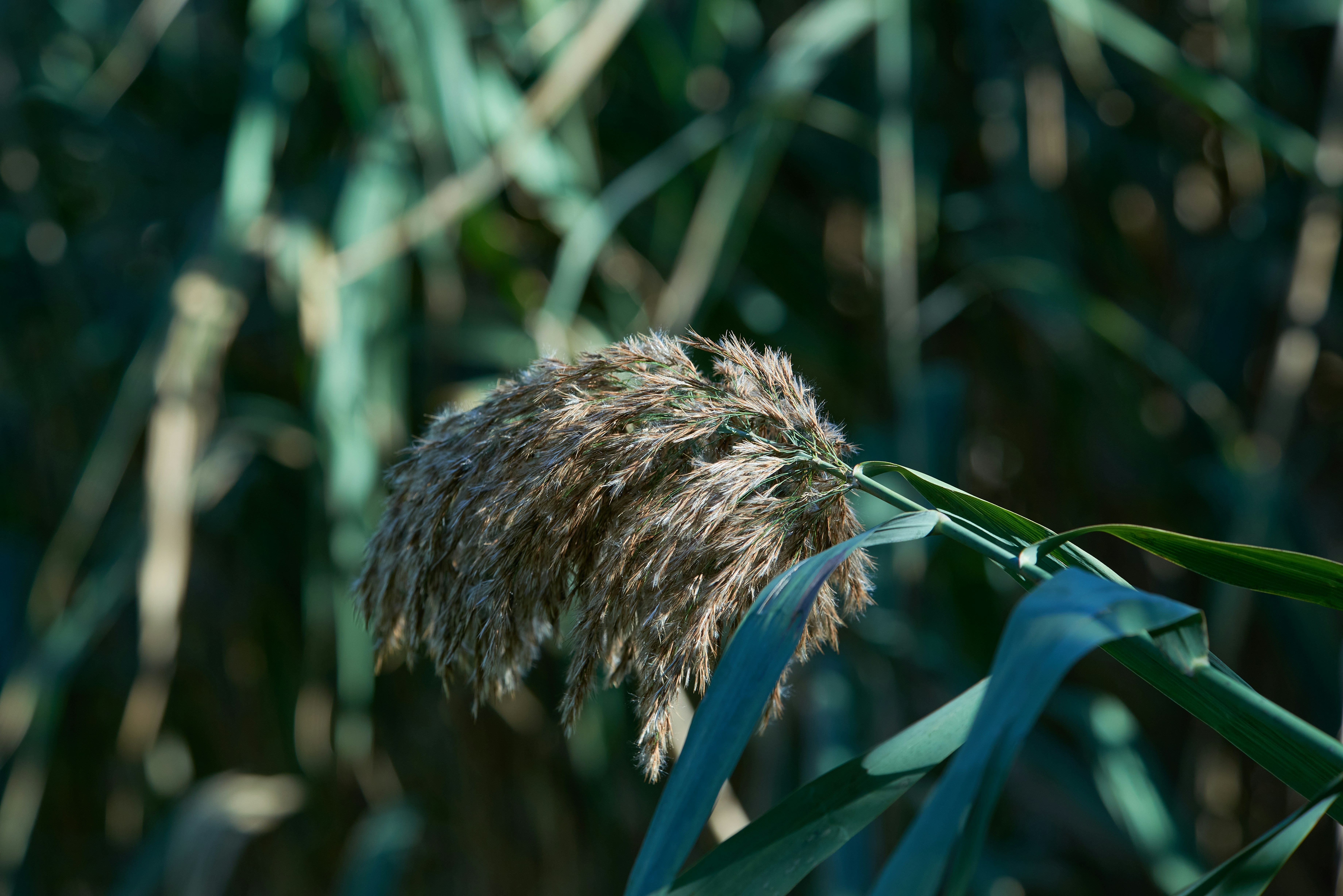 Amber Plume in a Quiet Reed Bed