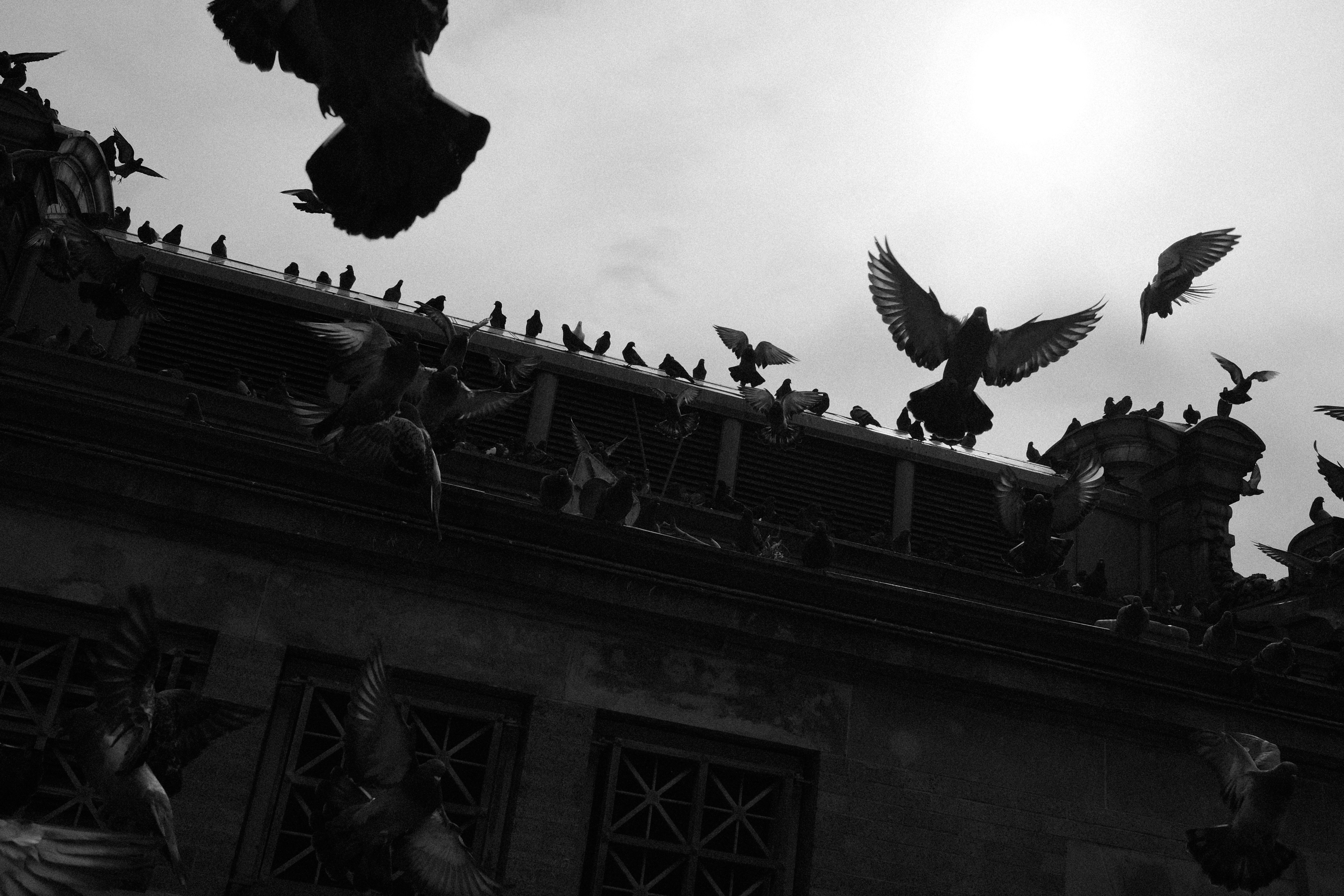 Cloud of Feathers over Gothic Roofline