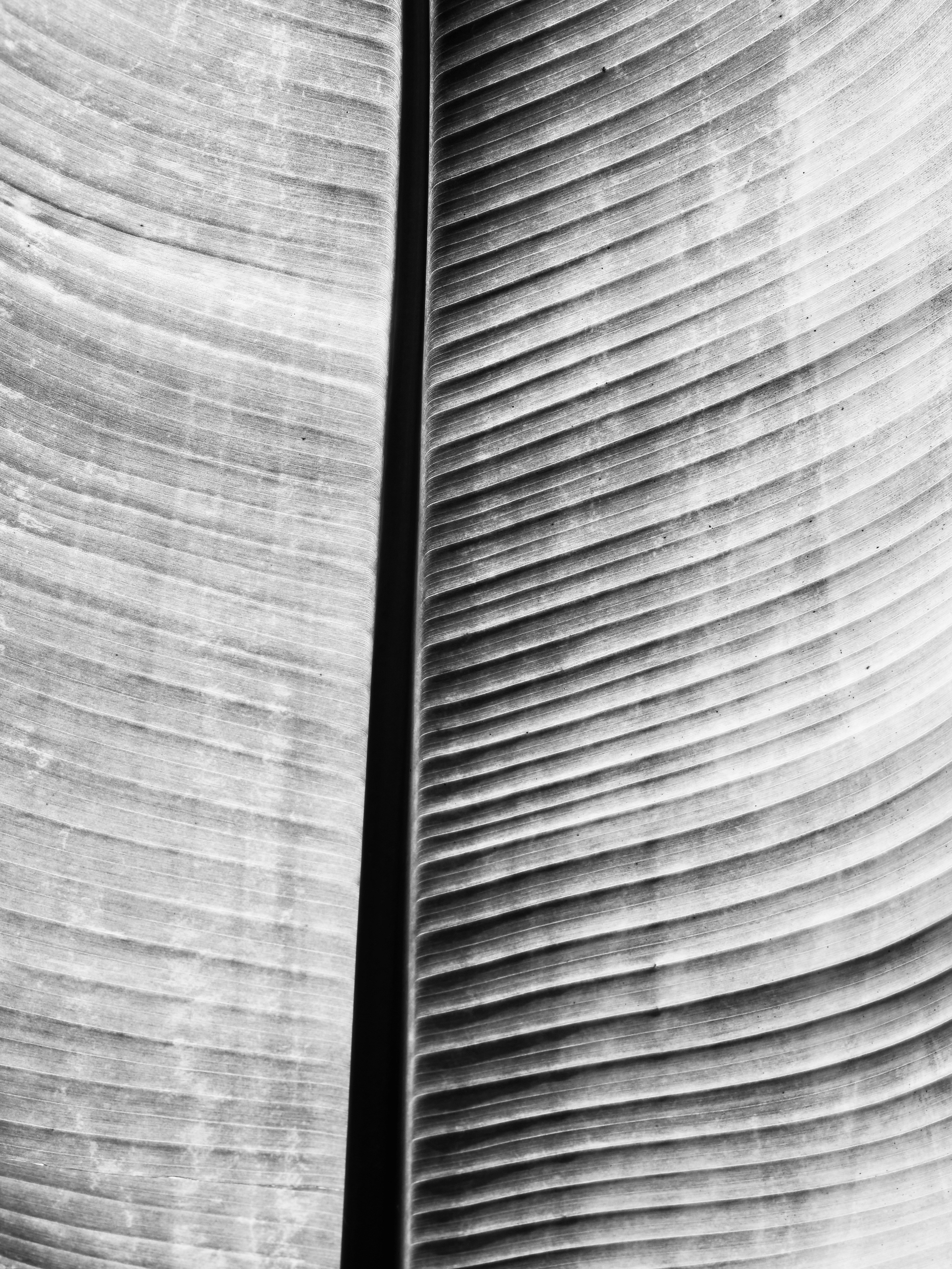 Monochrome close-up of two leaf surfaces with parallel ridges and a vertical seam between them, emphasizing texture and pattern.