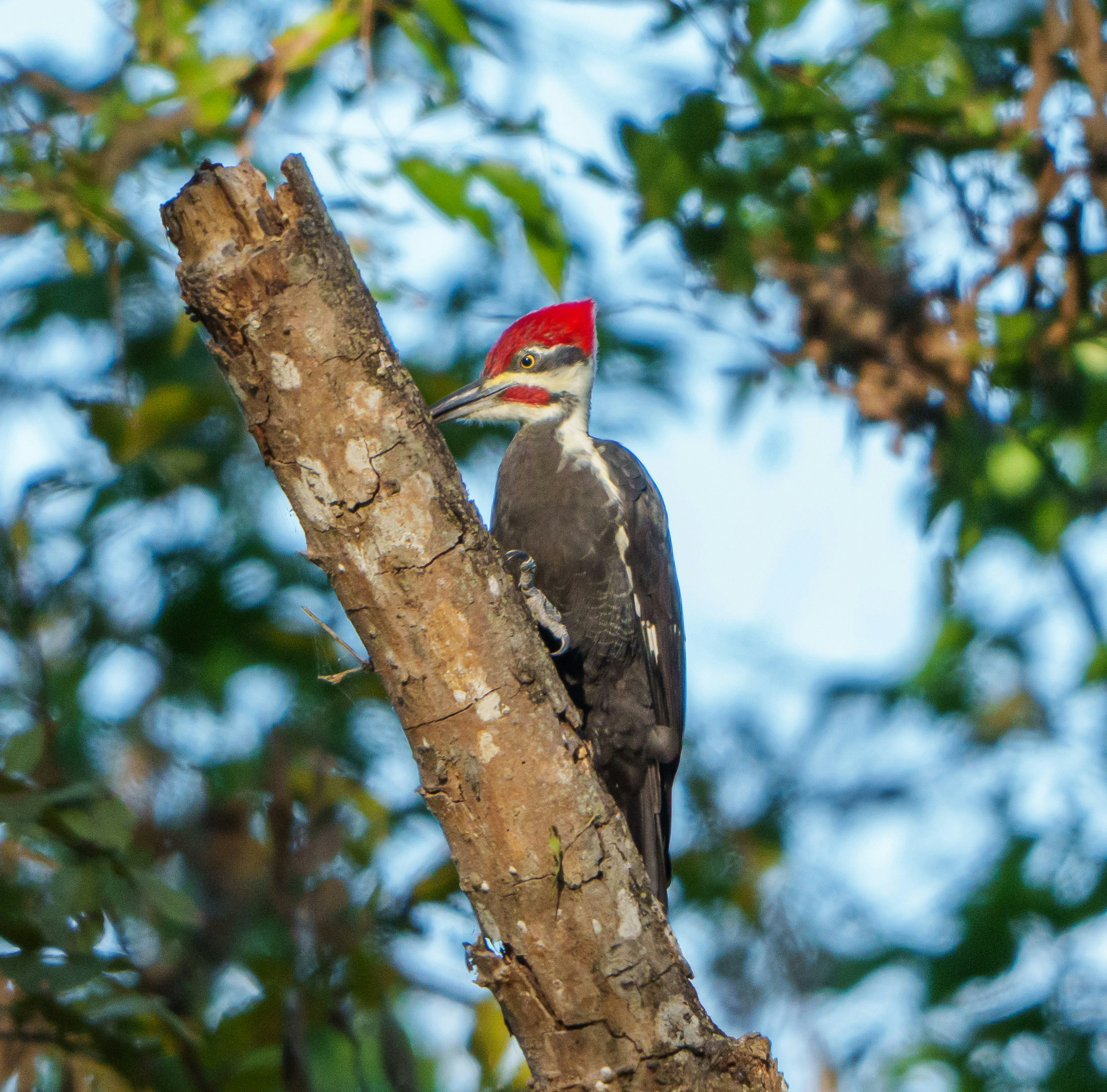 Vivid red-crowned woodpecker perched on a sunlit branch with blue sky and foliage in the blurred background.