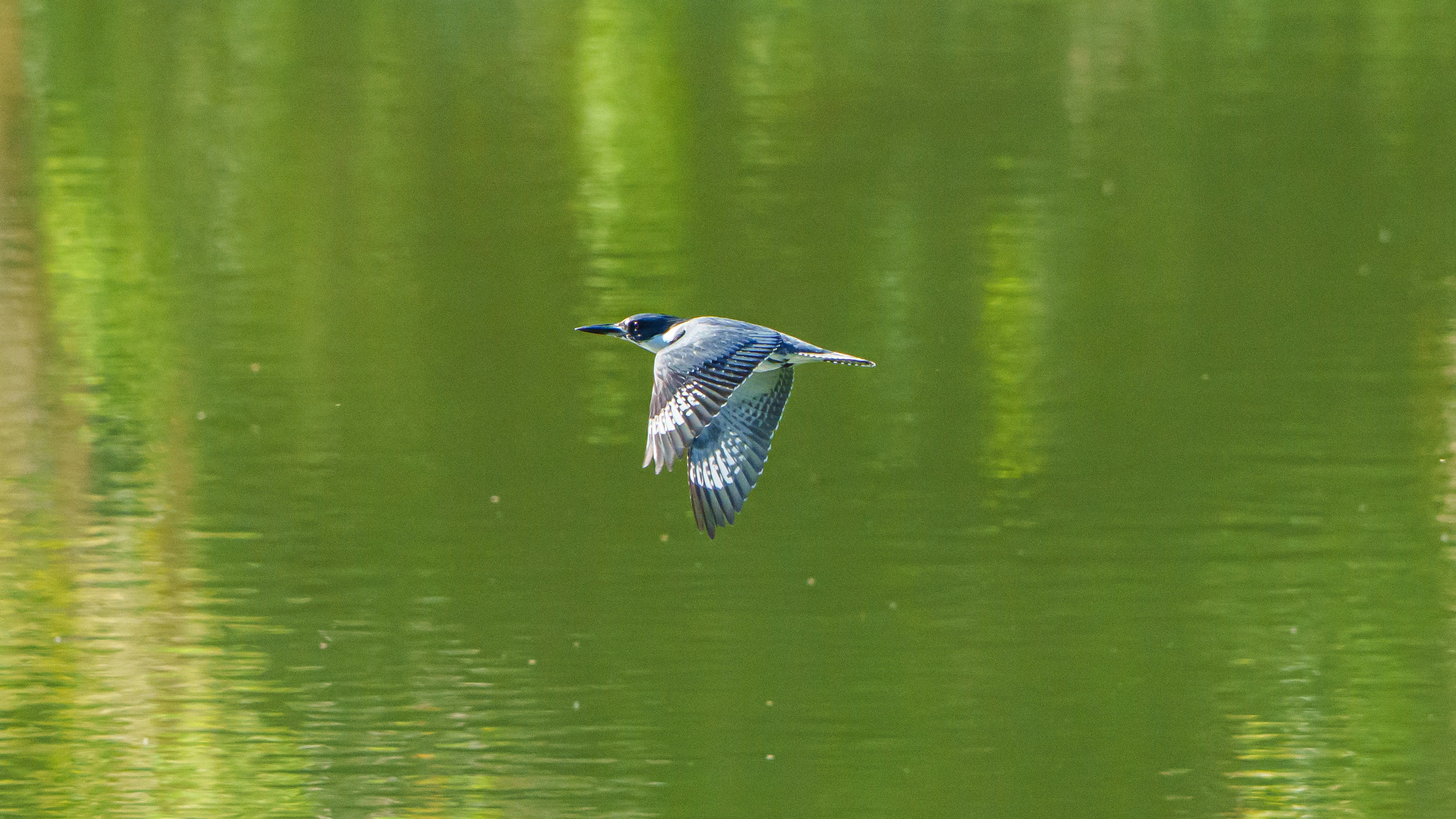 A kingfisher skims across a calm green water surface, wings spread mid-flight, against a blurred natural backdrop.