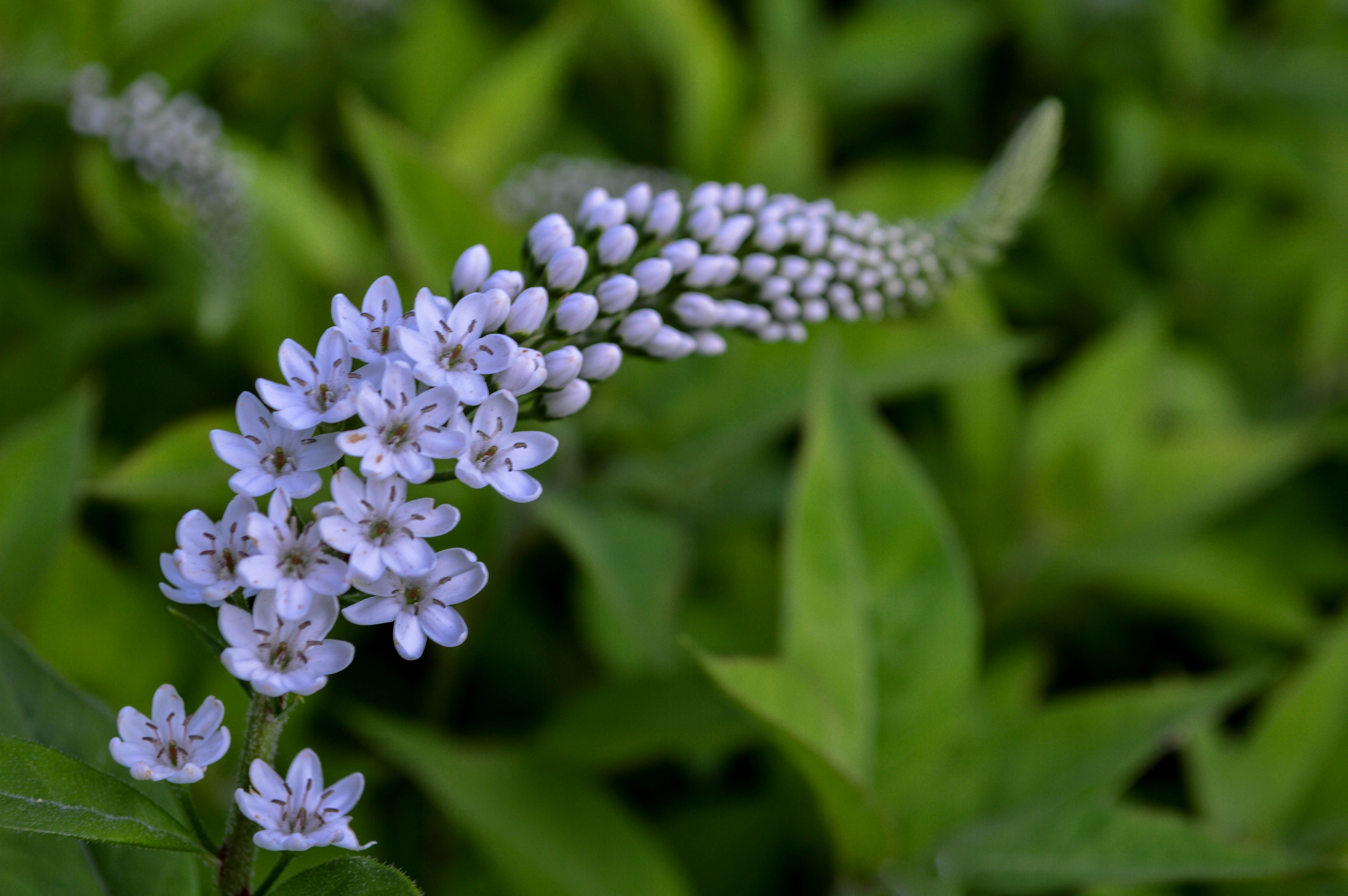 Lavender-Blue Spike: Close-Up of Flower Cone Amid Green Foliage