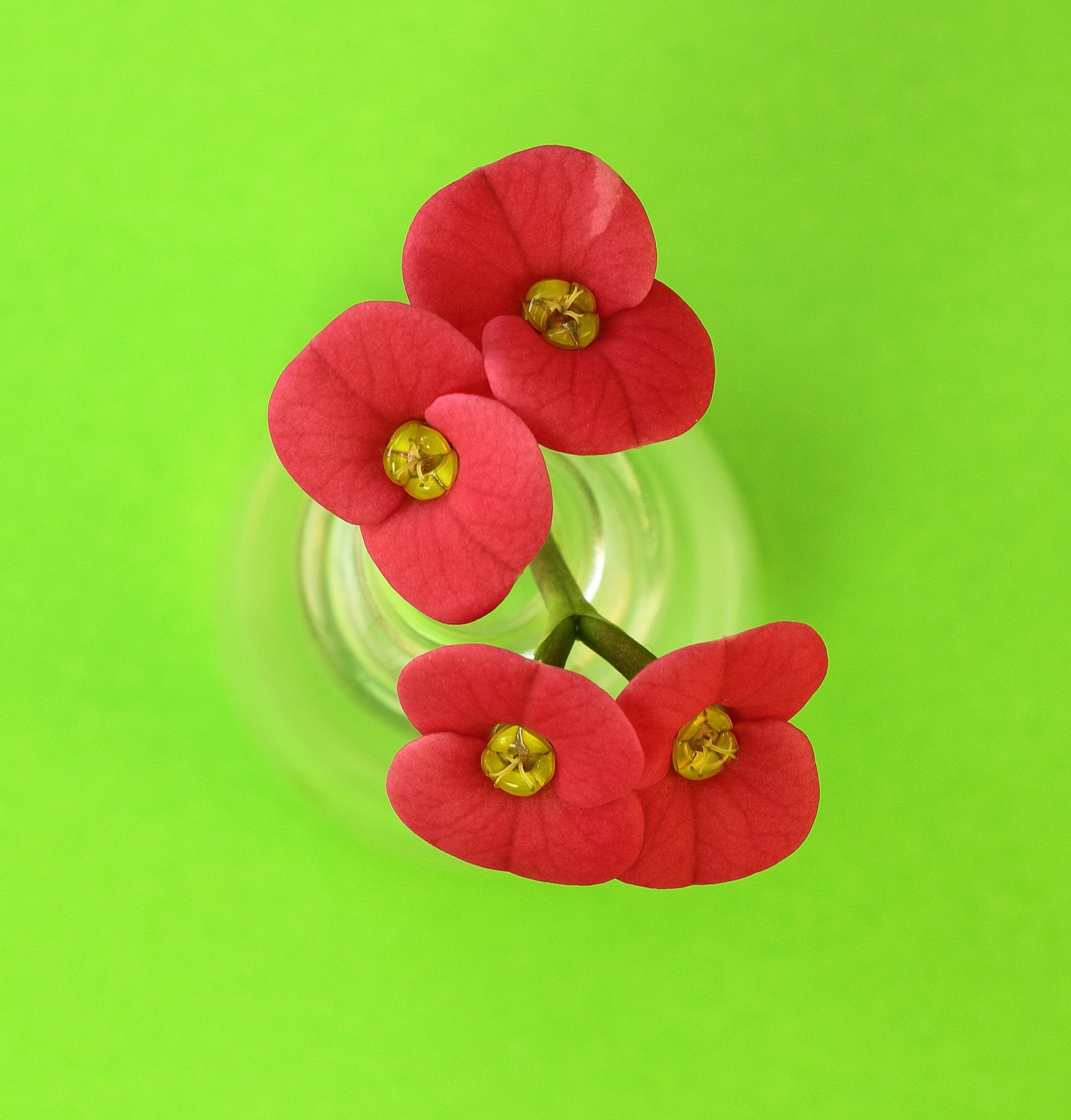 Vivid Red Hydrangea Blossoms in a Lime Green Studio