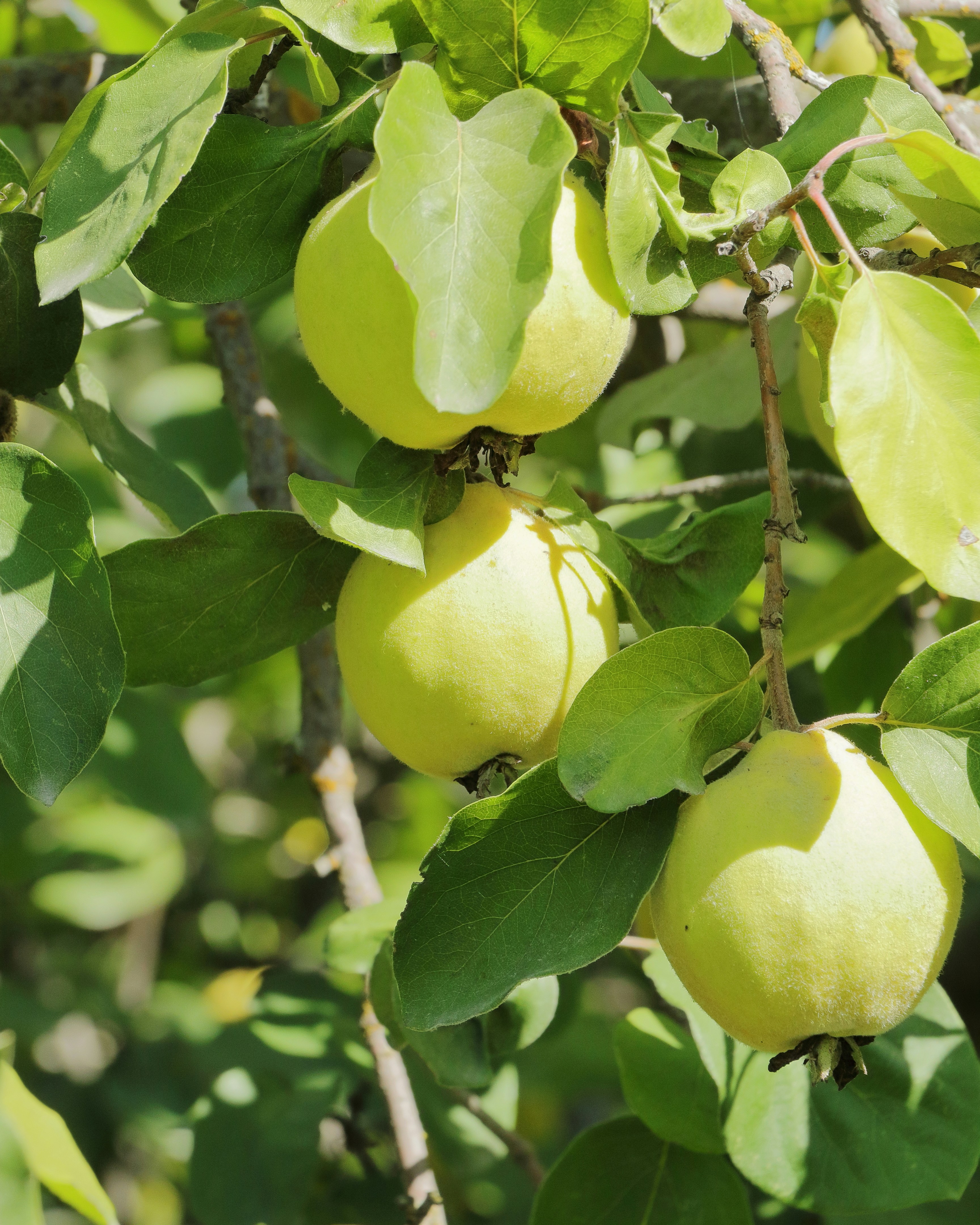 Golden fruit in a sunlit pear orchard