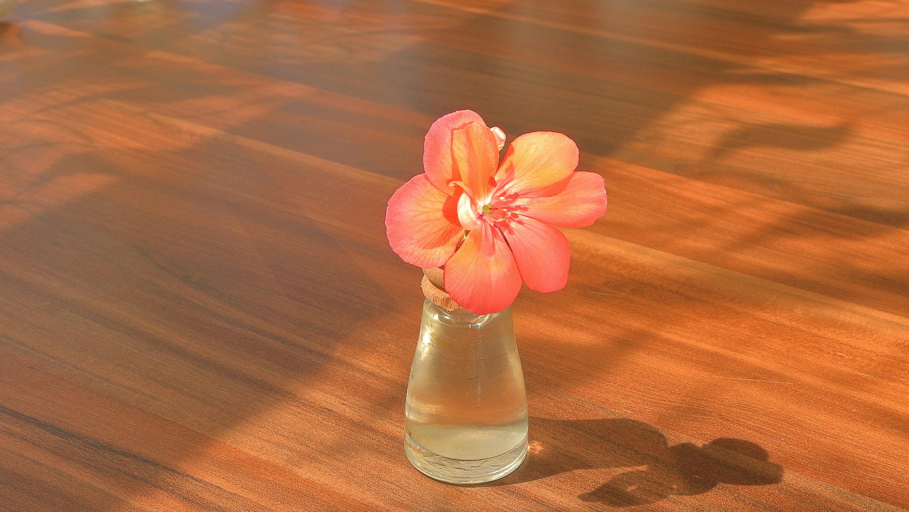 Single Coral Flower in Sunlit Glass Vessel