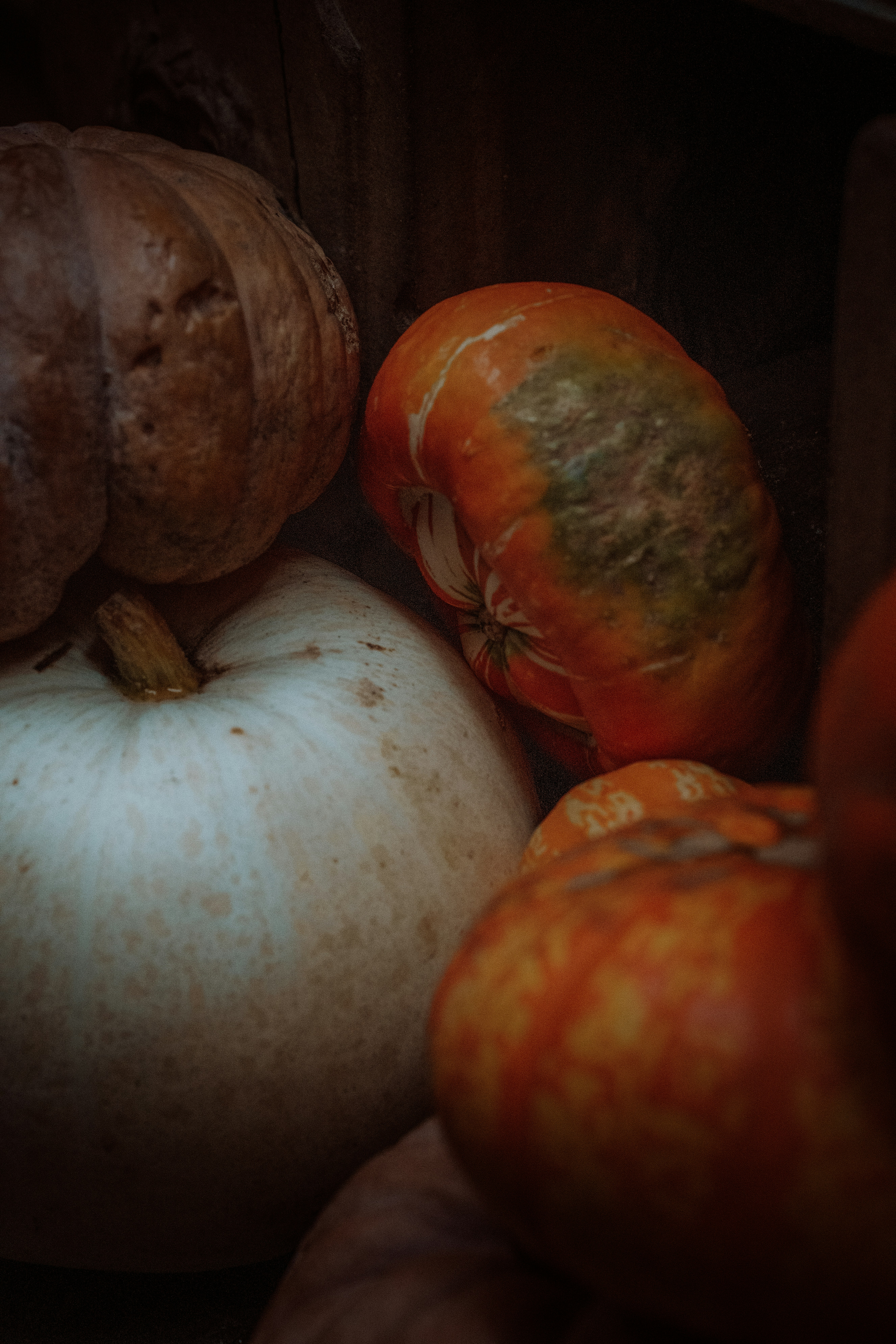 Overlooked Harvest: A Quiet Corner of Pumpkins Hidden in Dim Light