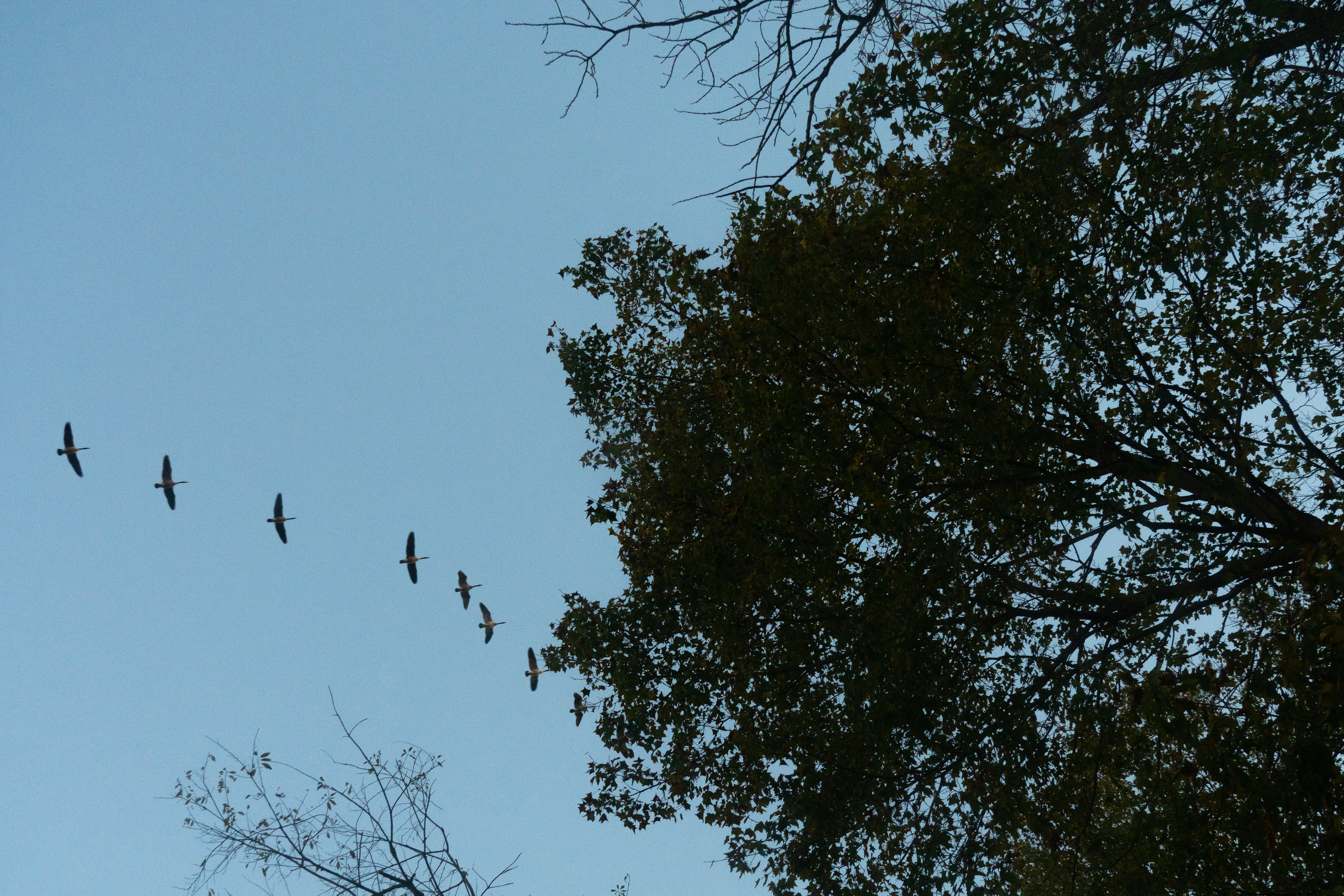 V-formation in a Clear Sky