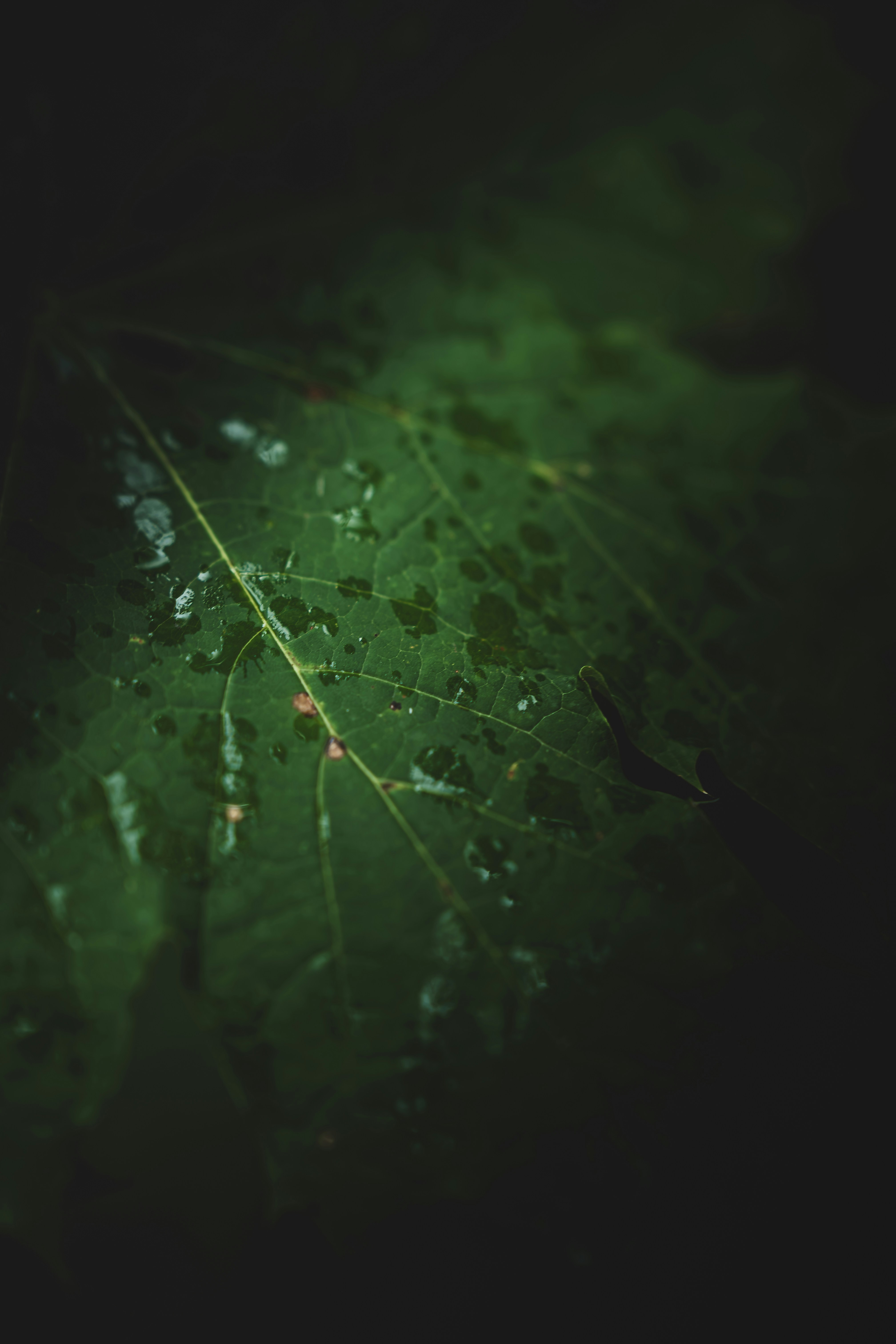 Close-up of a textured green leaf with visible veins and light droplets, captured in dim, moody lighting to emphasize natural details and surface texture.