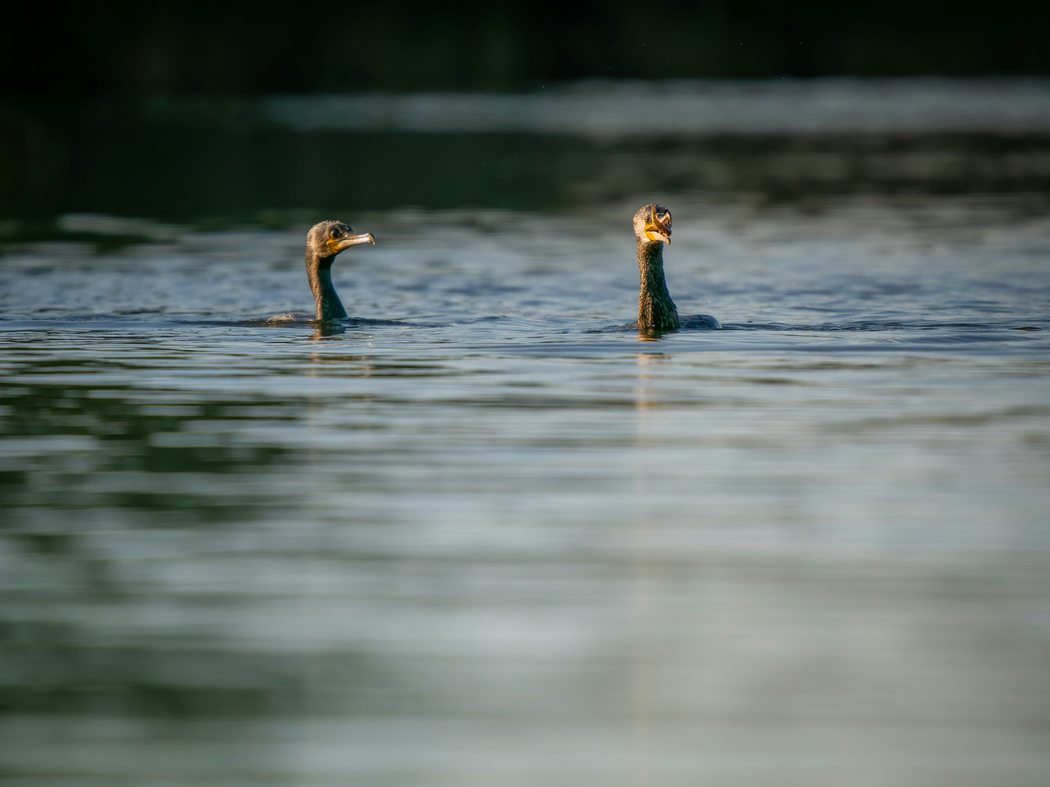 Duo in the Quiet Lake: Neck-and-Shoulder Heads Above the Glassy Surface