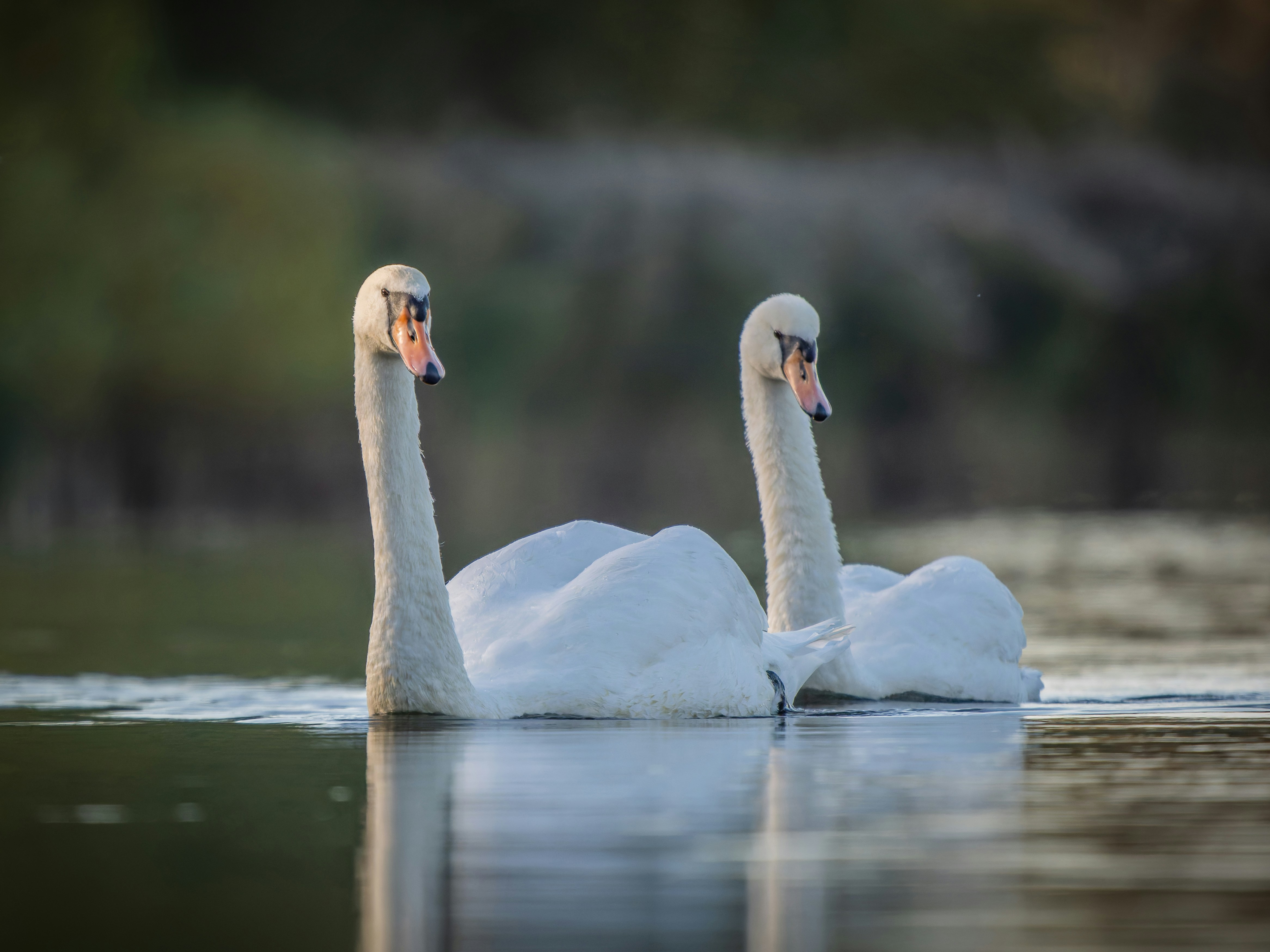Twin Mandate: A Pair of Swans Float in Quiet Light