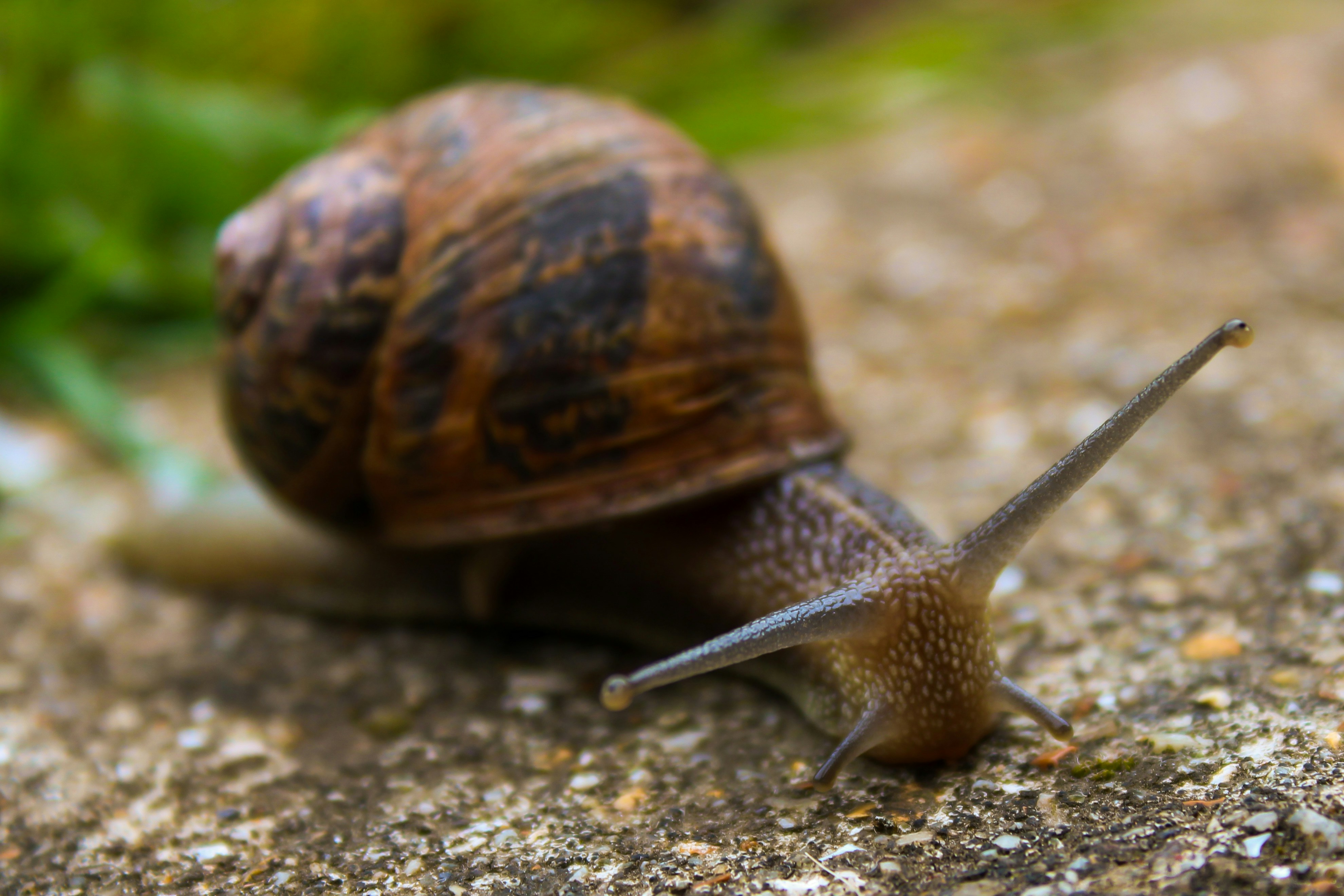 Close-up of a brown-patterned snail on a pebble-strewn surface, the lens focusing on the snail’s head and extended tentacles with a shallow depth of field. A natural, outdoor macro scene.