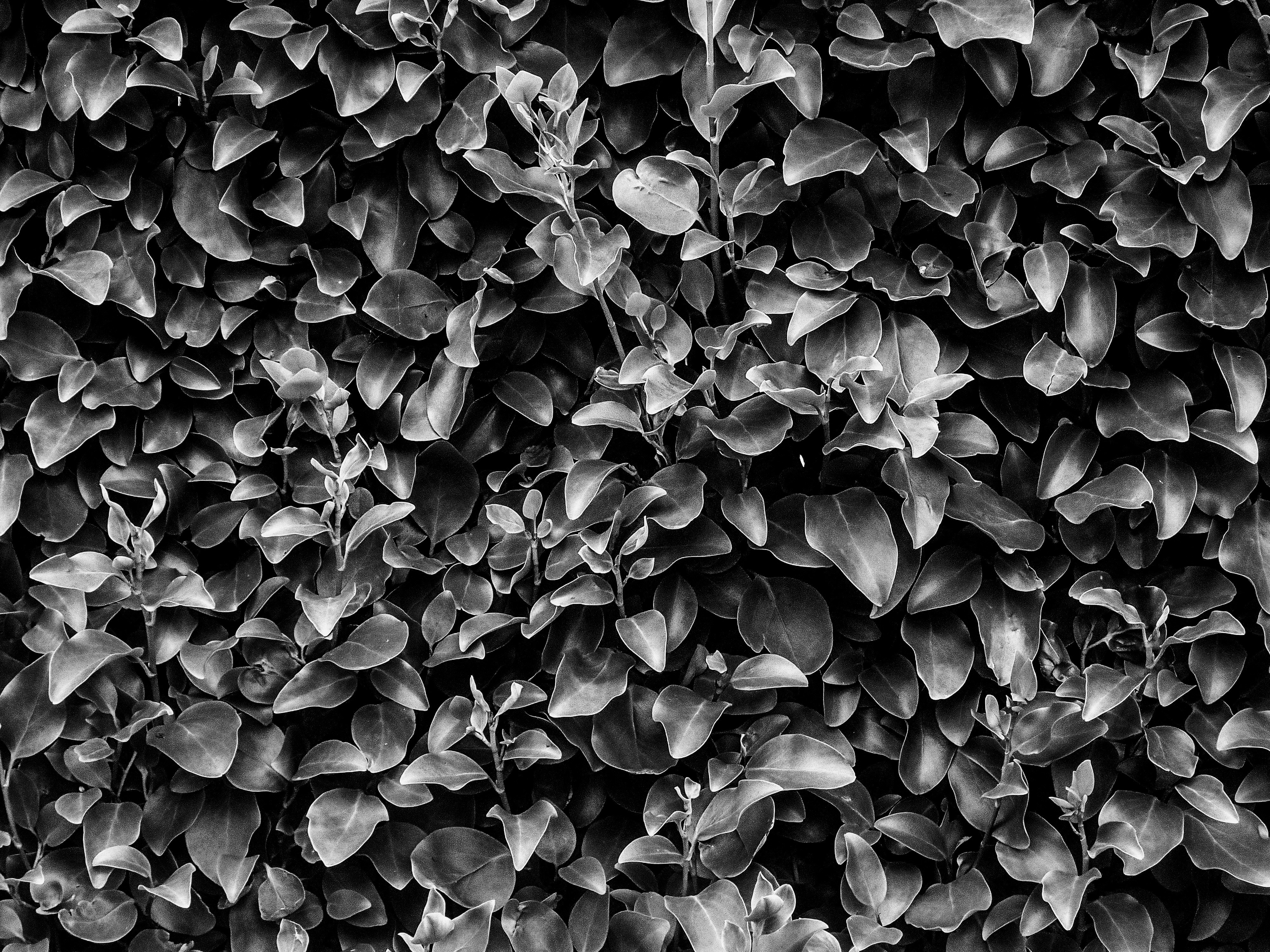Dense Vine Mosaic: Monochrome Leaves in Quiet Clarity