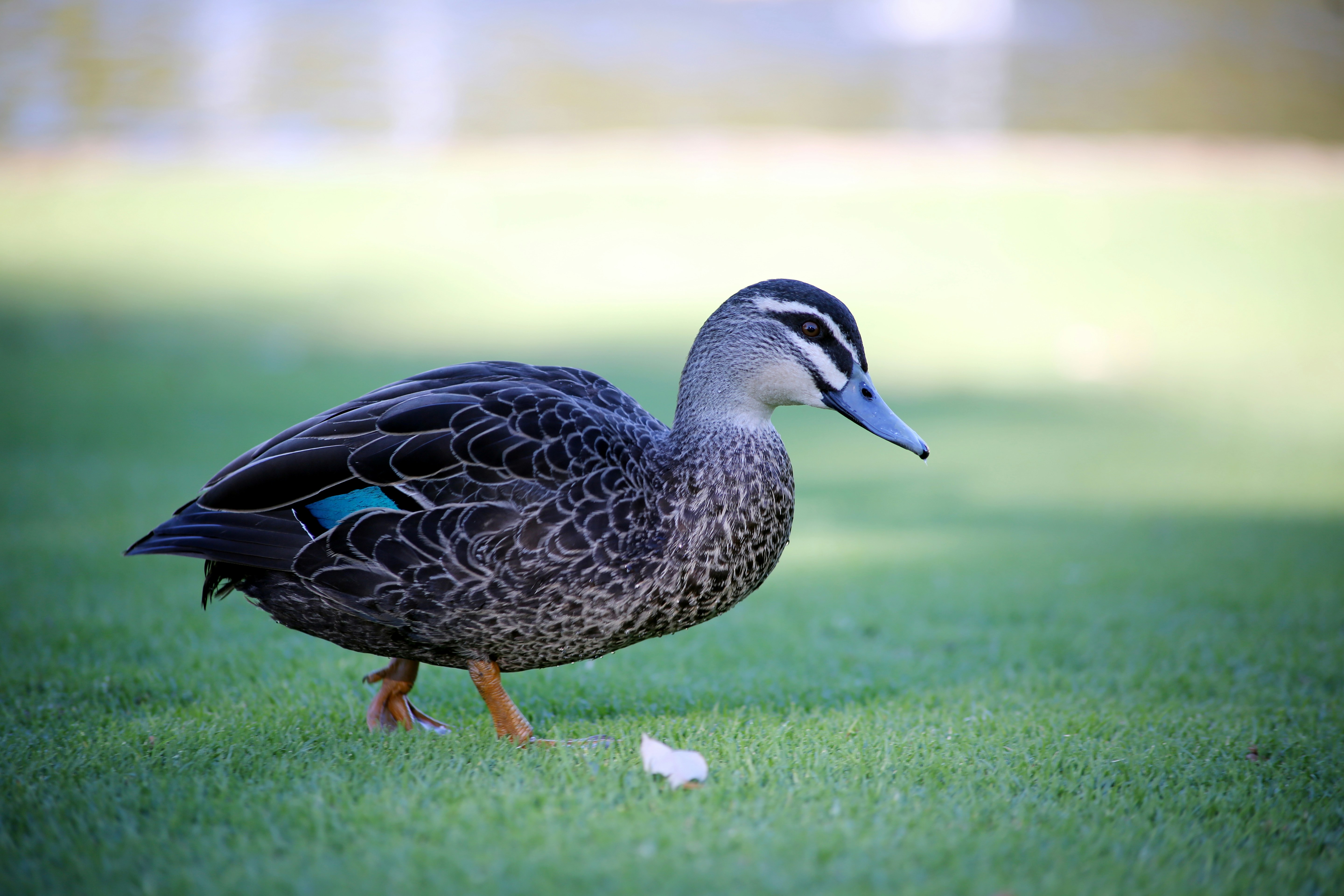 Mottled Duck on a Sunlit Lawn