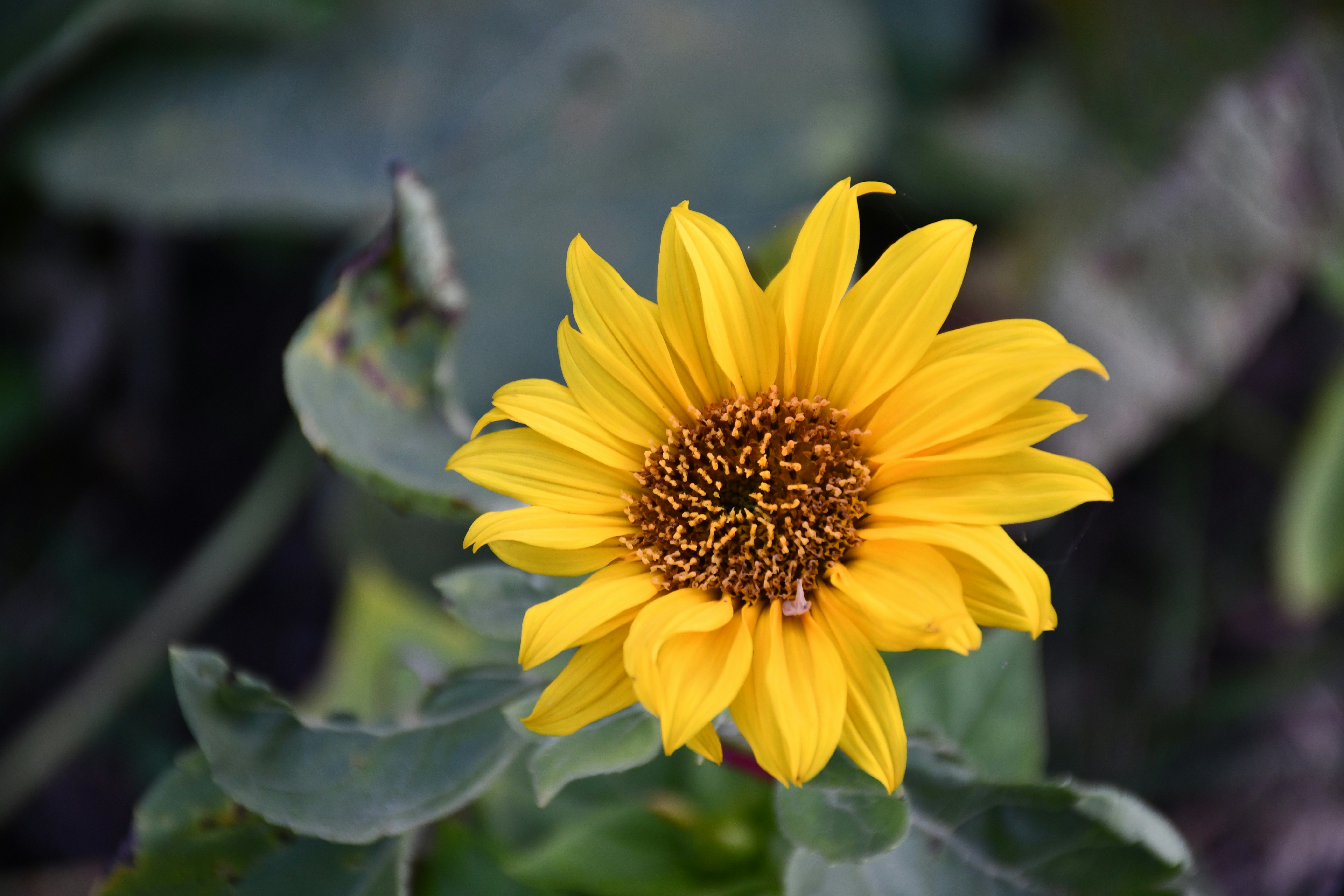 Golden Bloom Centerstage: A Sunflower in Focus