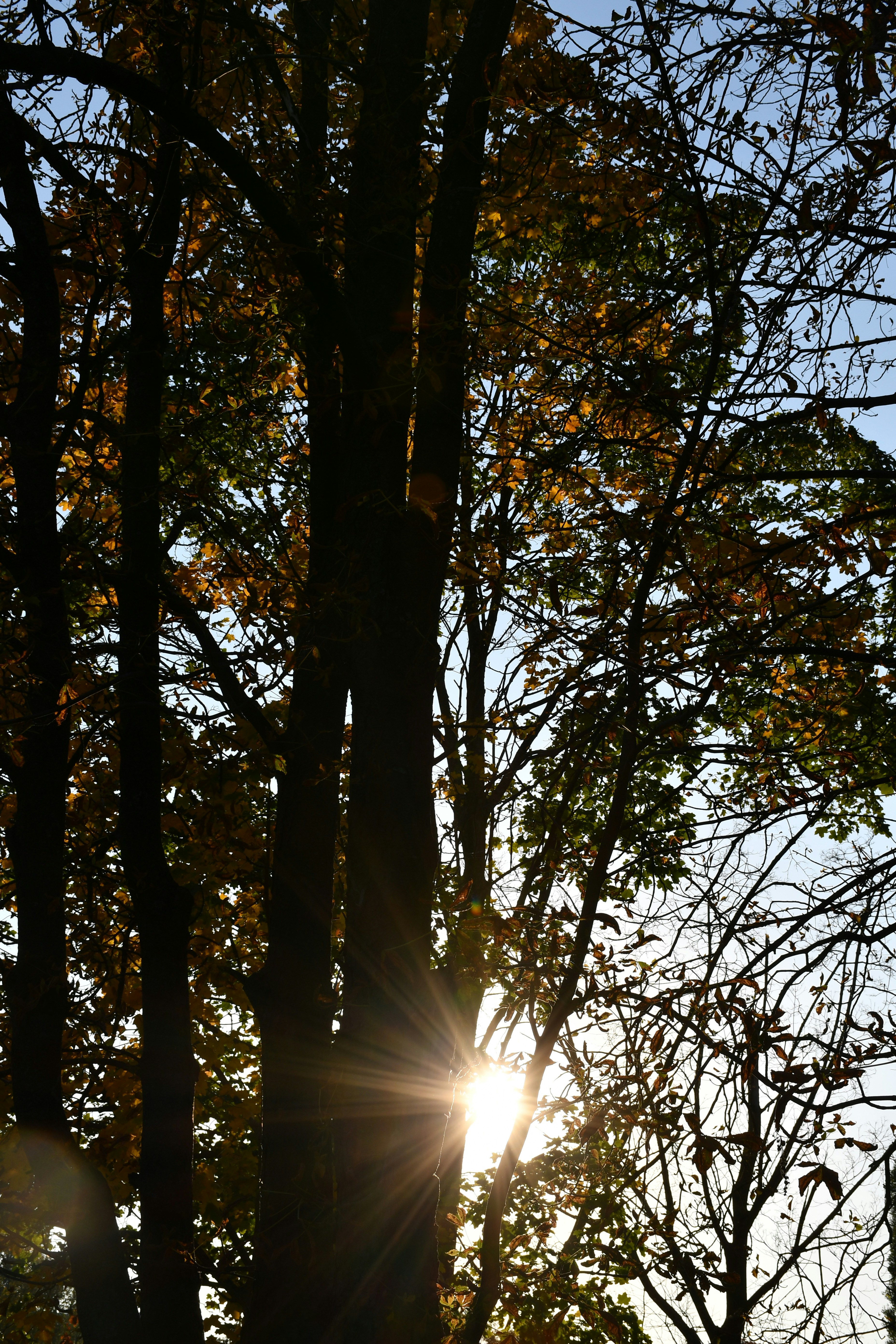 Sunburst Through Autumn Timber