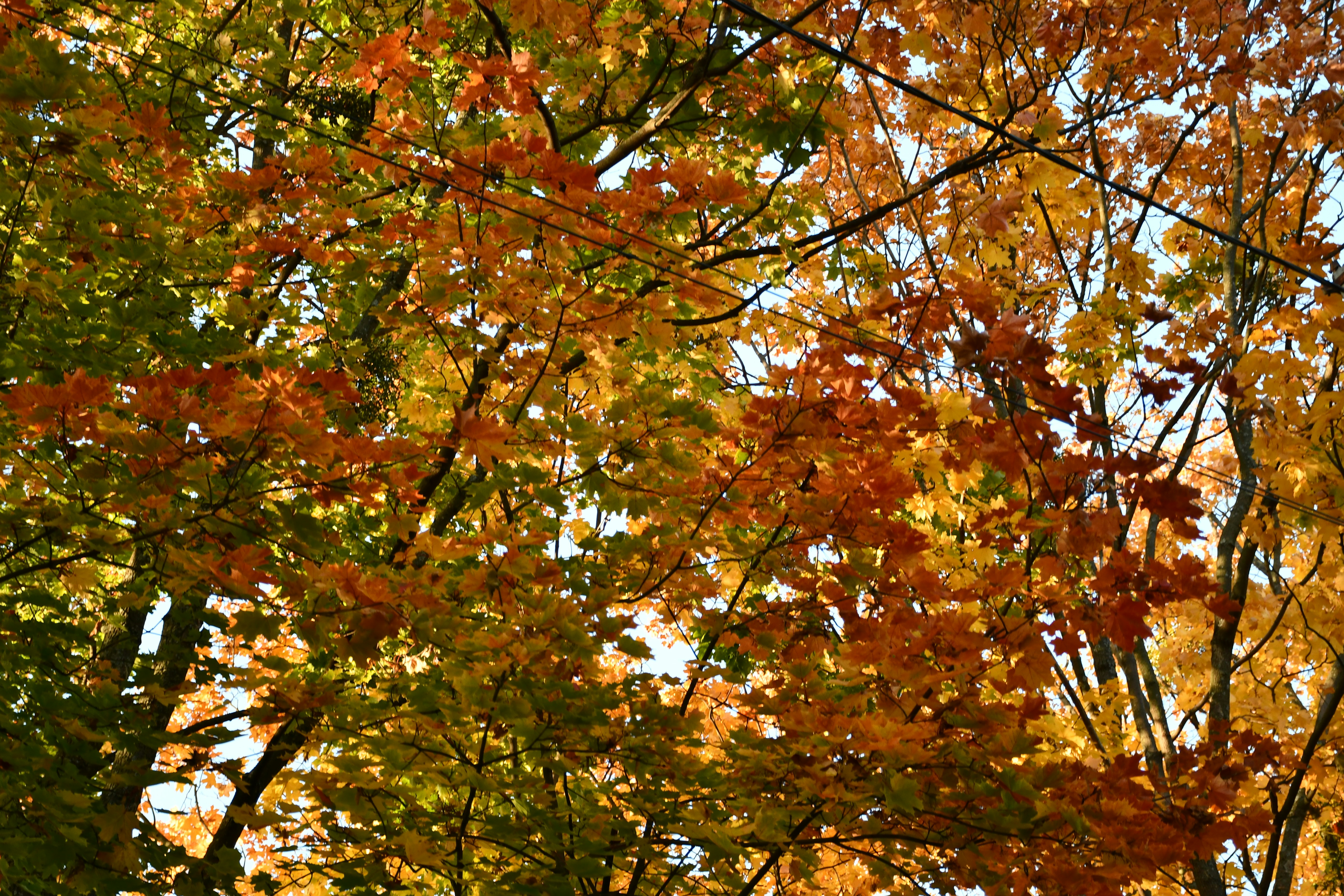 Autumn Canopy: Sunlit Maple Mosaic