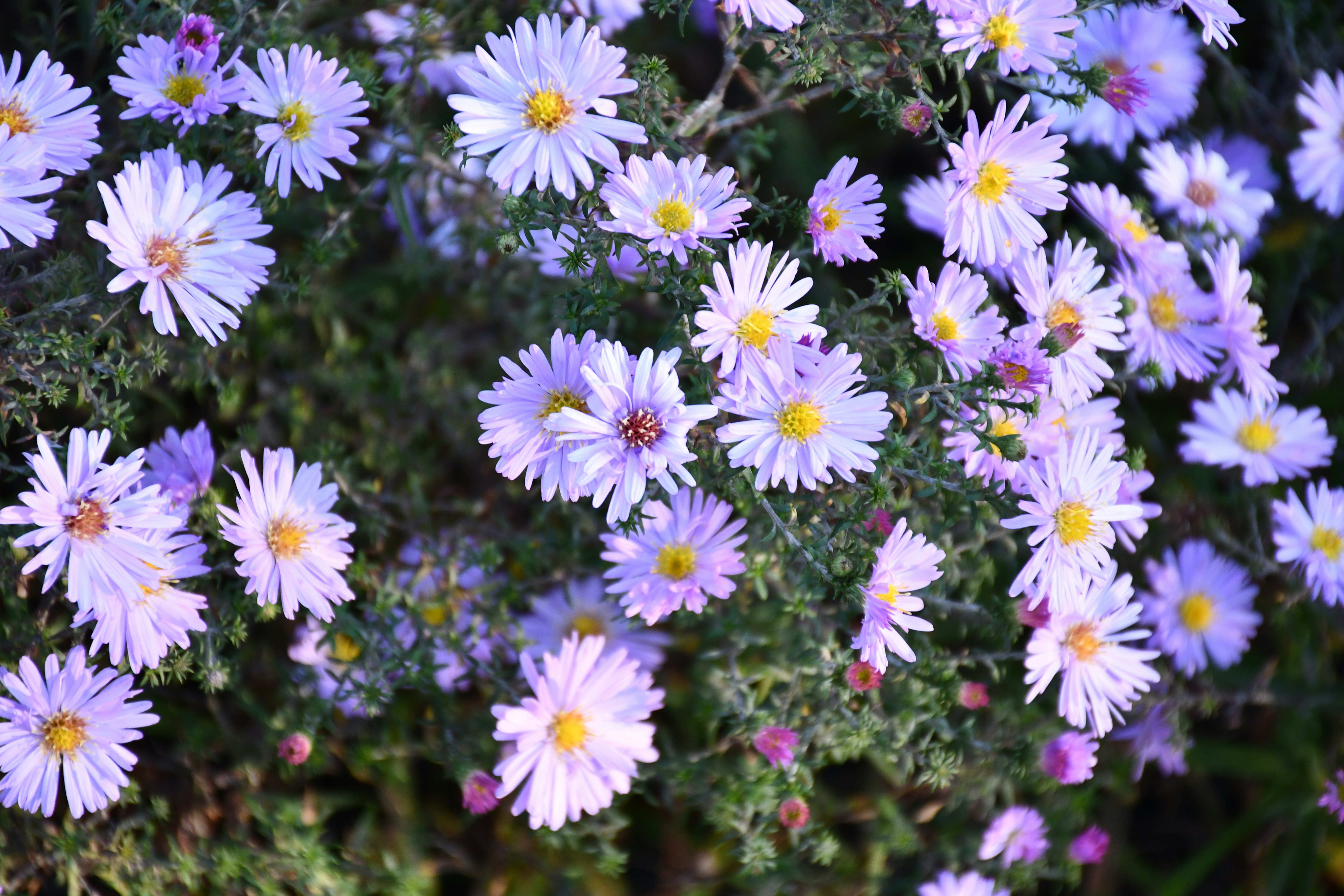 Lavender Bloom: A Carpet of Purple Asters in Soft Sunlight