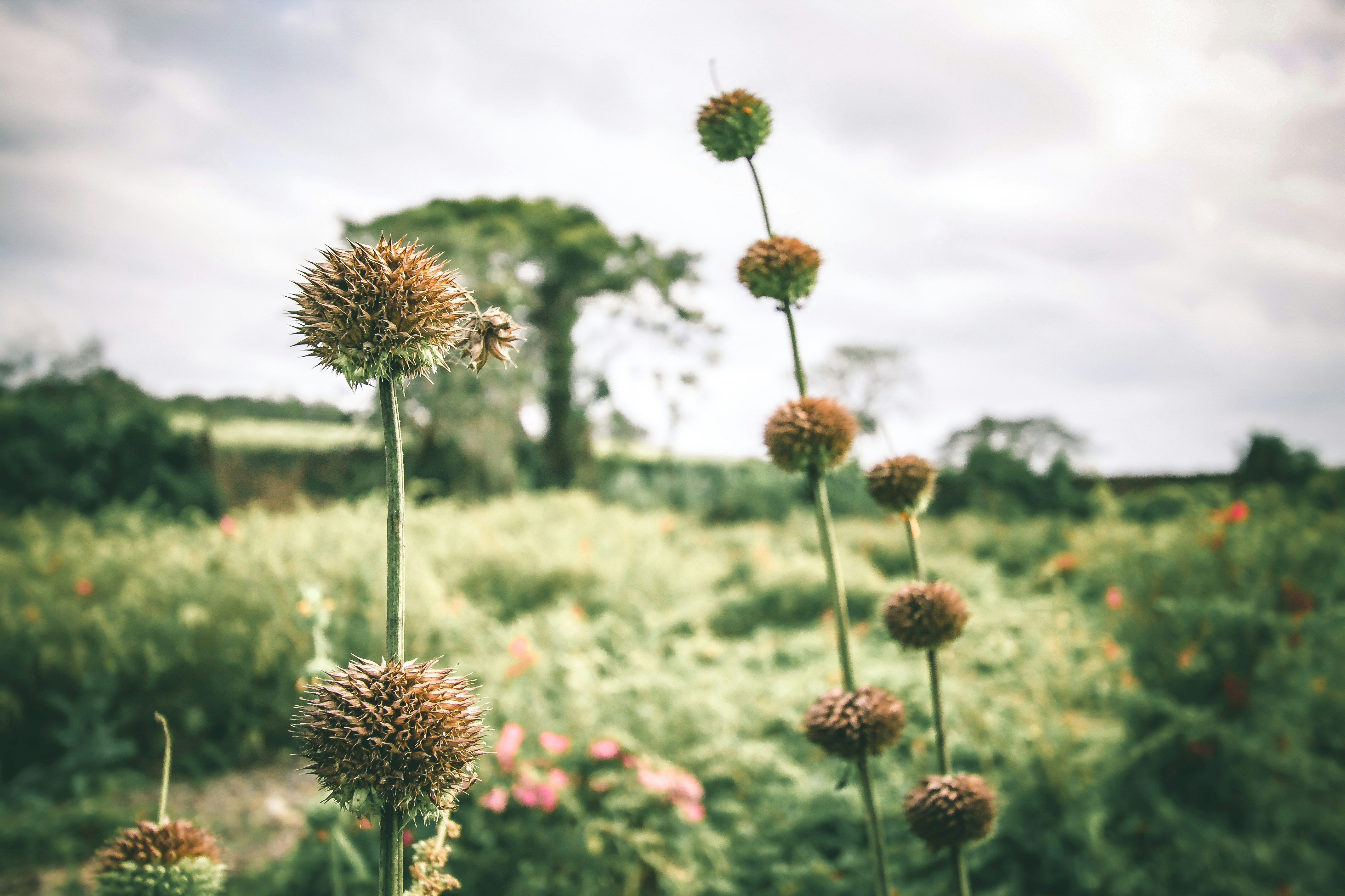 Spiky Seed Heads in a Quiet Meadow