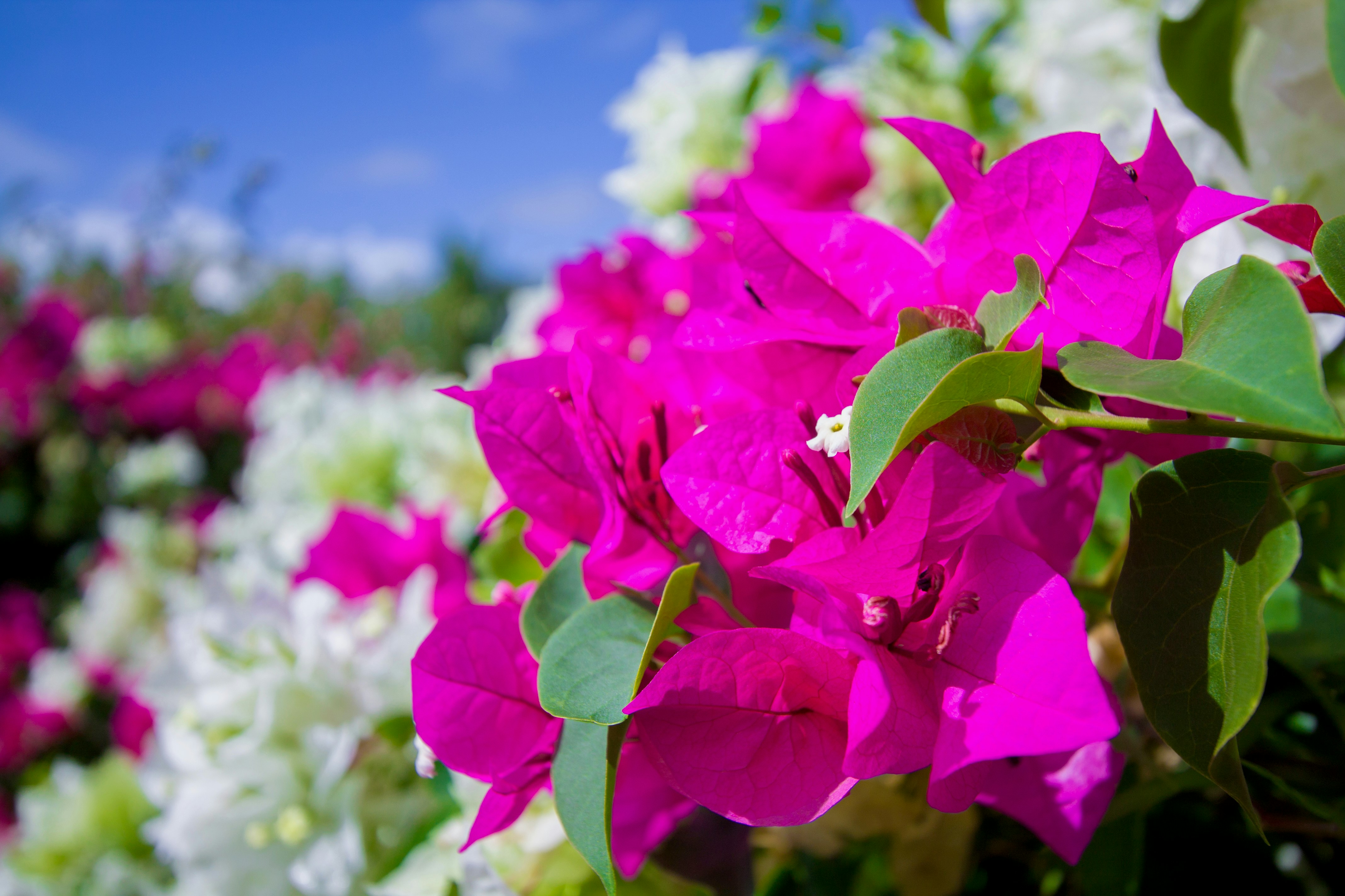 Radiant Bougainvillea Burst: Fuchsia Flames in a Sunlit Garden