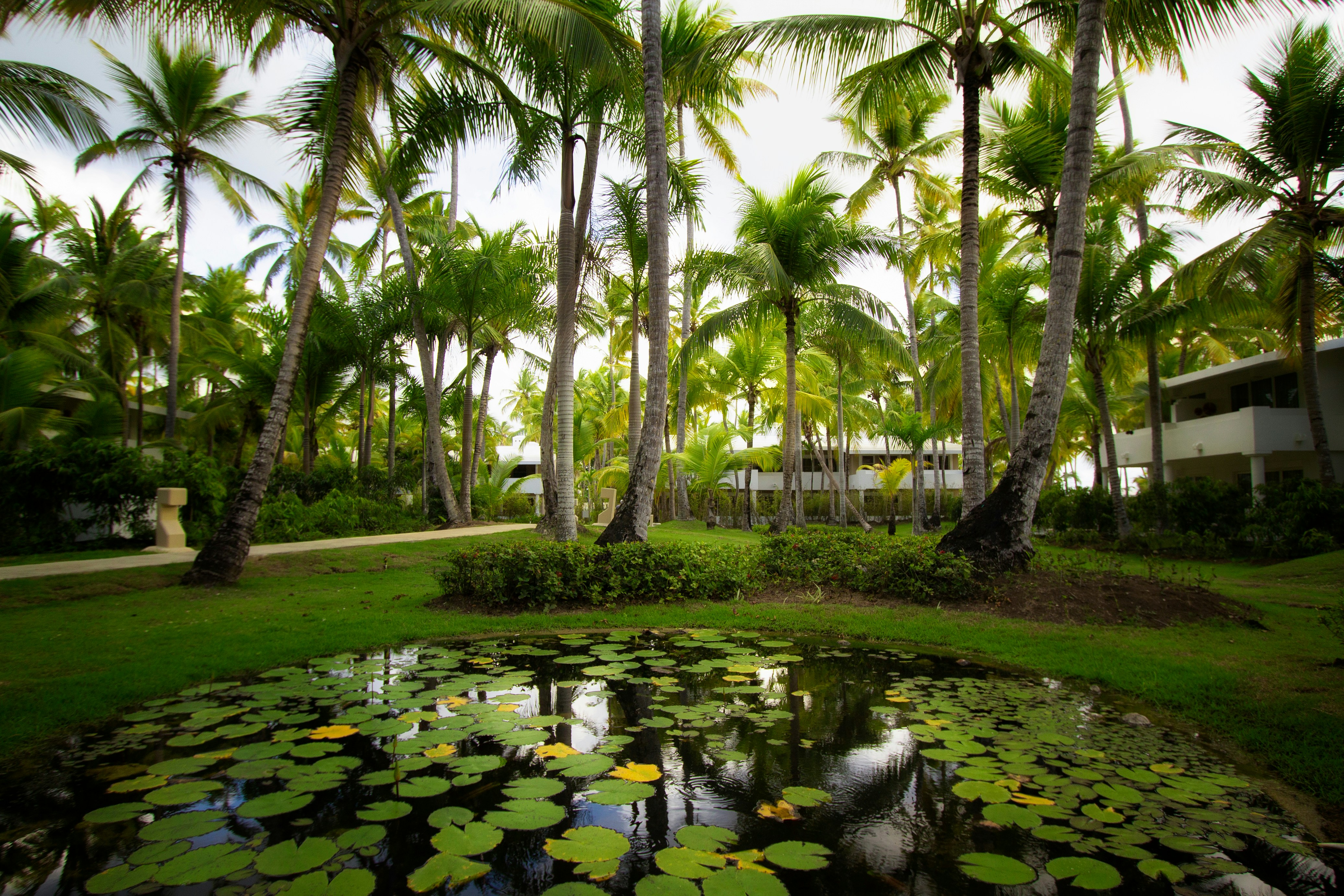 Timber shadows and lily pond at a palm-dotted tropical courtyard