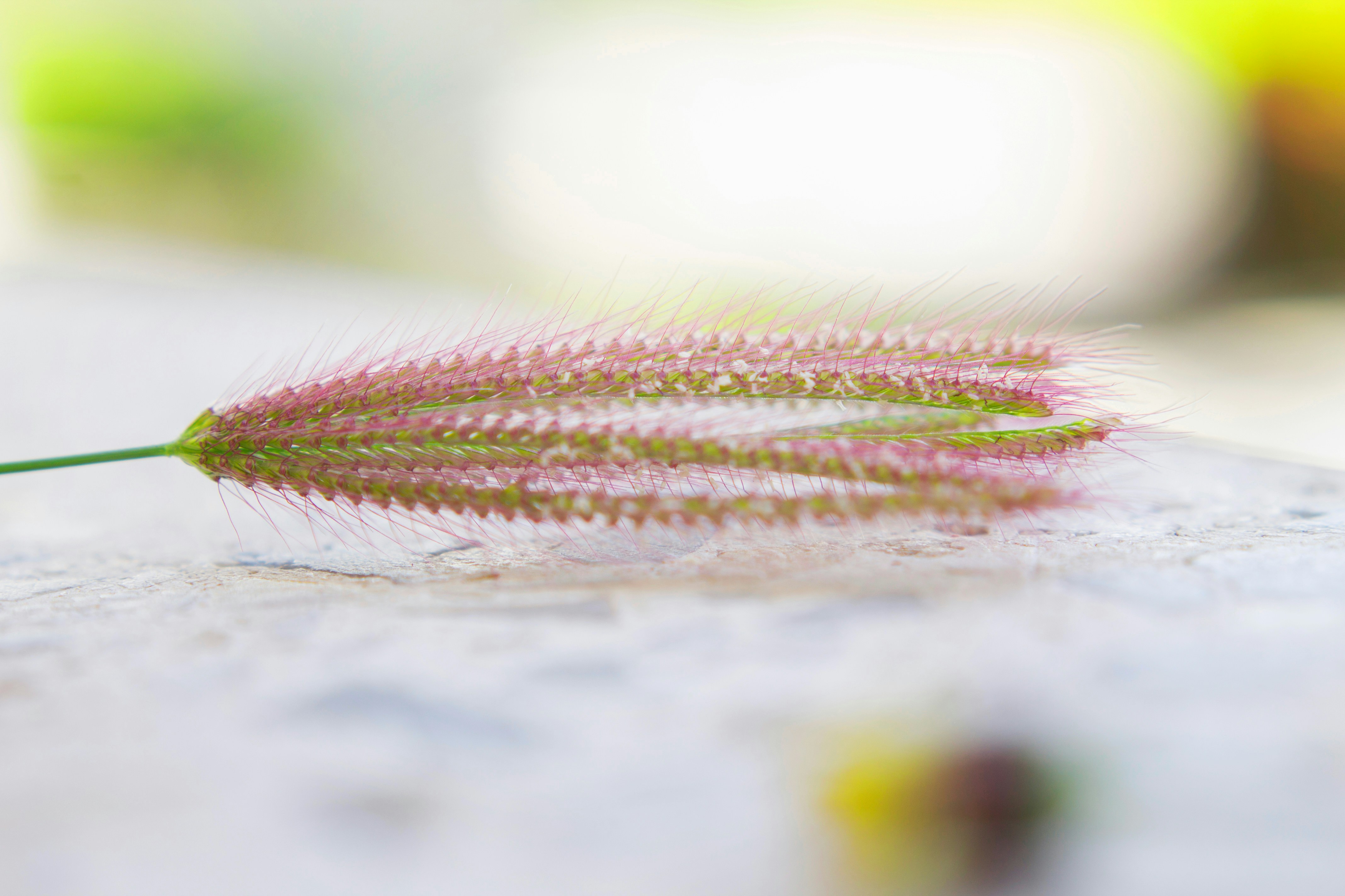 Delicate Pink-Azul Needle: a single foxtail against a soft blur