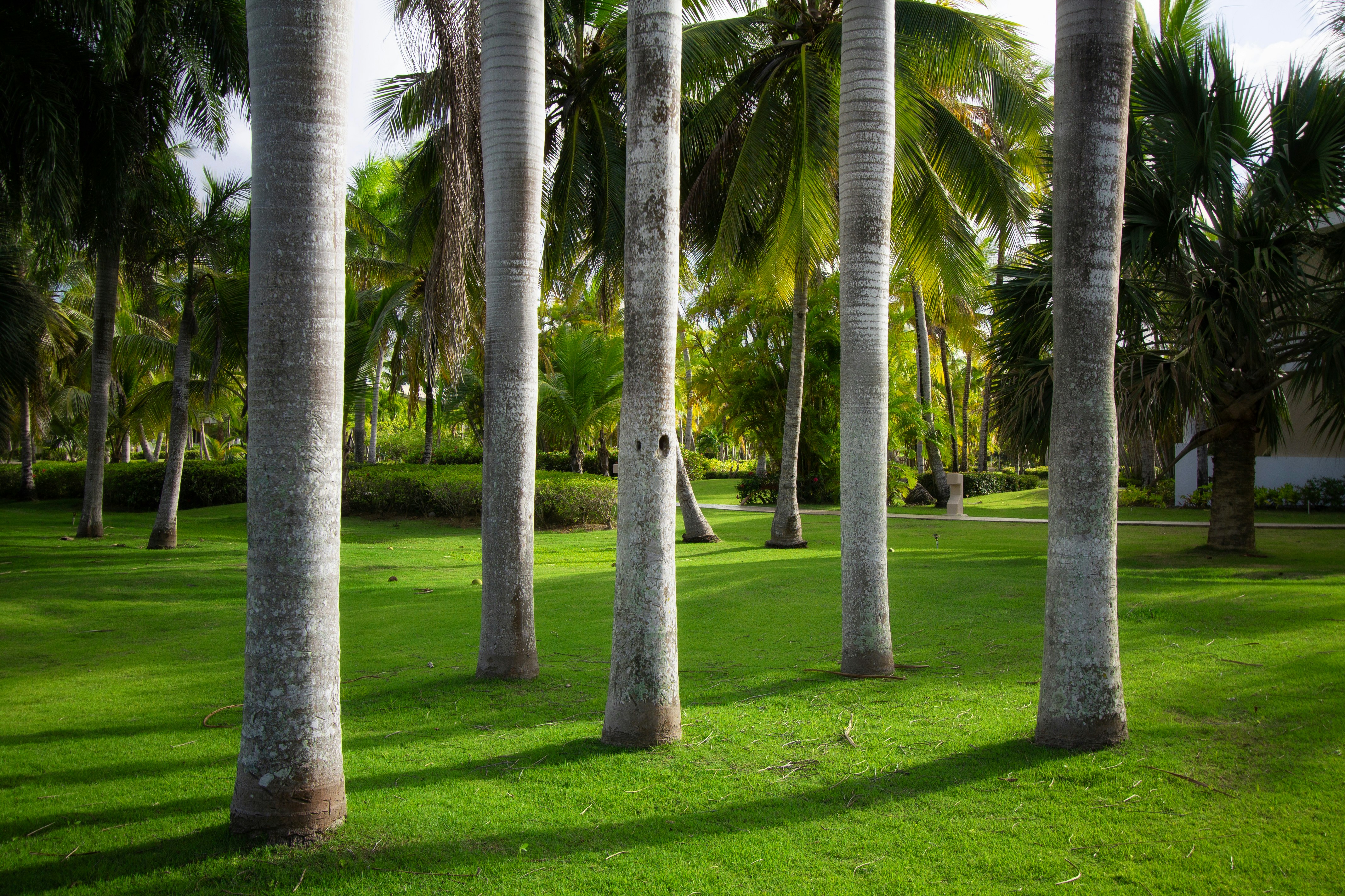Groves of Tranquil Shadows: Palm Trunks in Sunlit Lawn