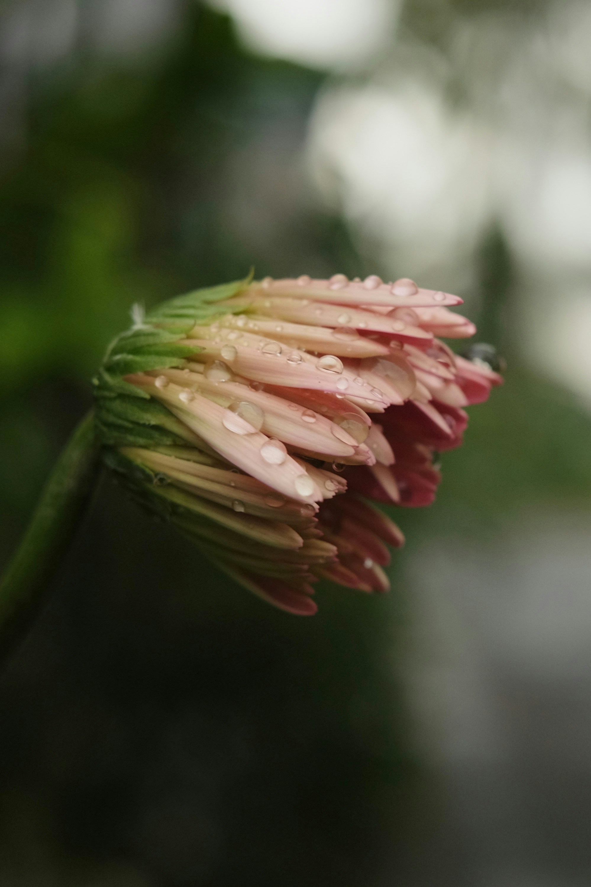 Droplet-sheathed bloom: a soft pink petal cluster steady under rain