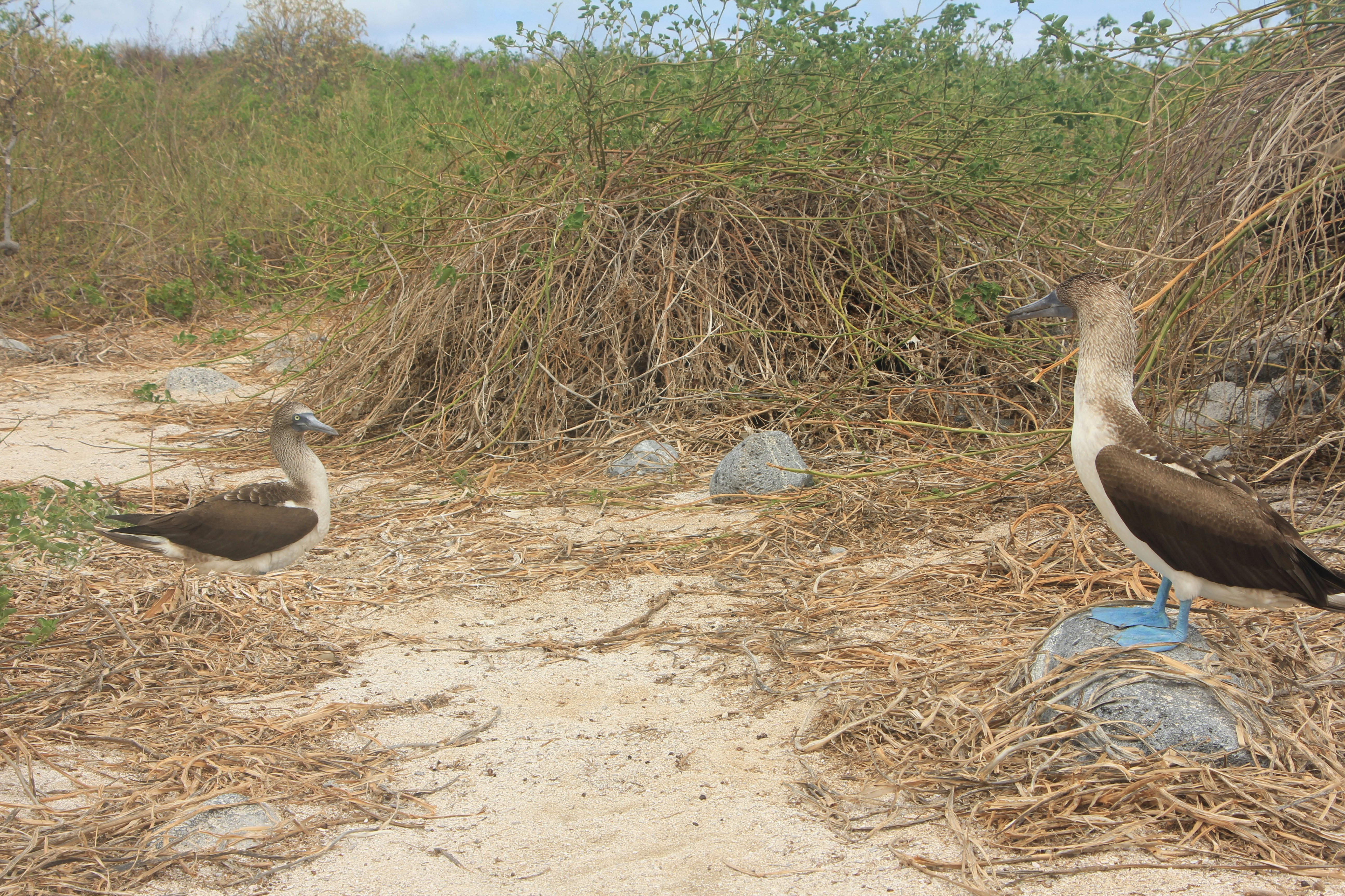Two Goliath Gulls in a sunlit shoreline scrub