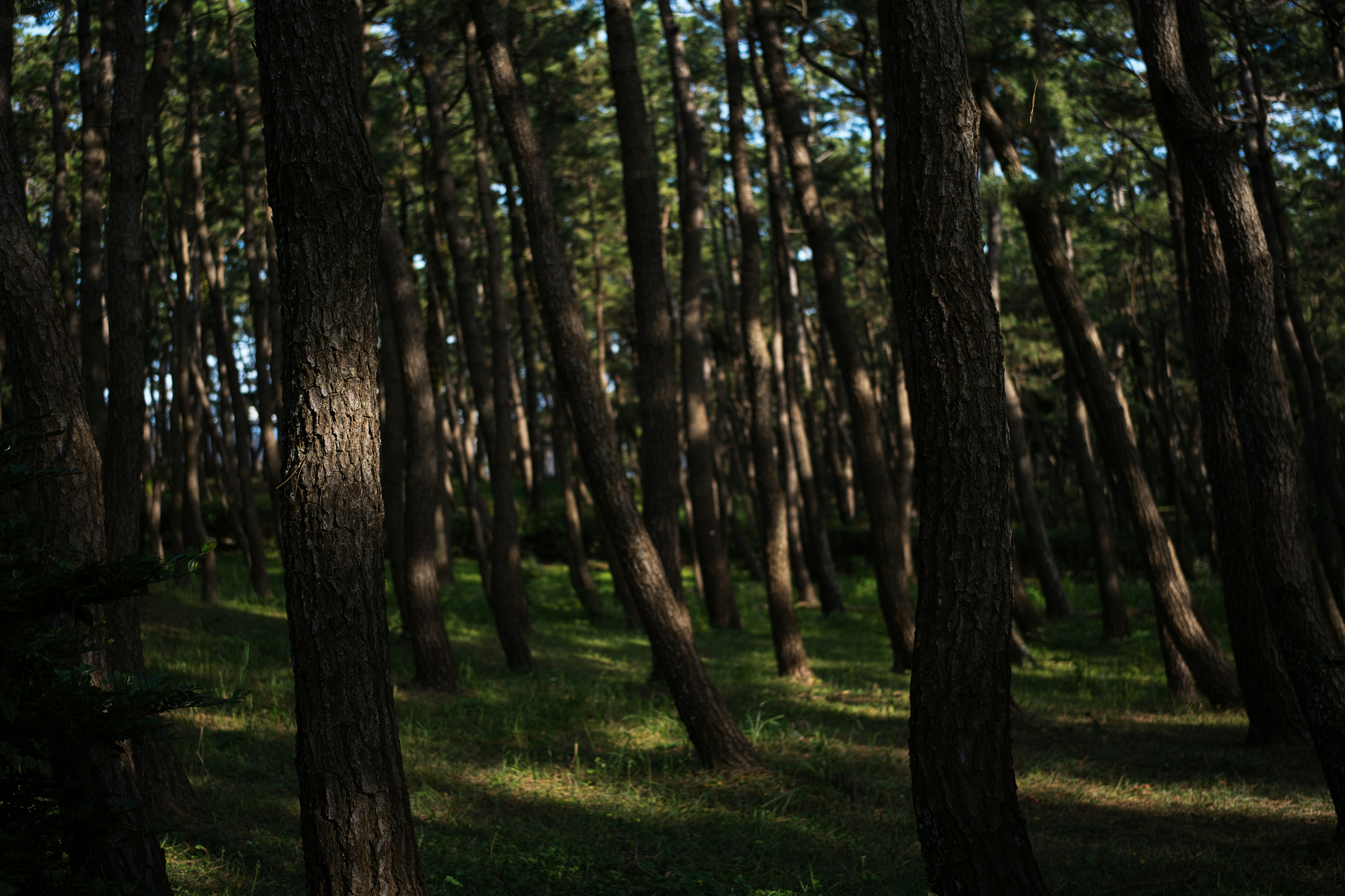 Sun-Dappled Timber: A Quiet Forest Portrait