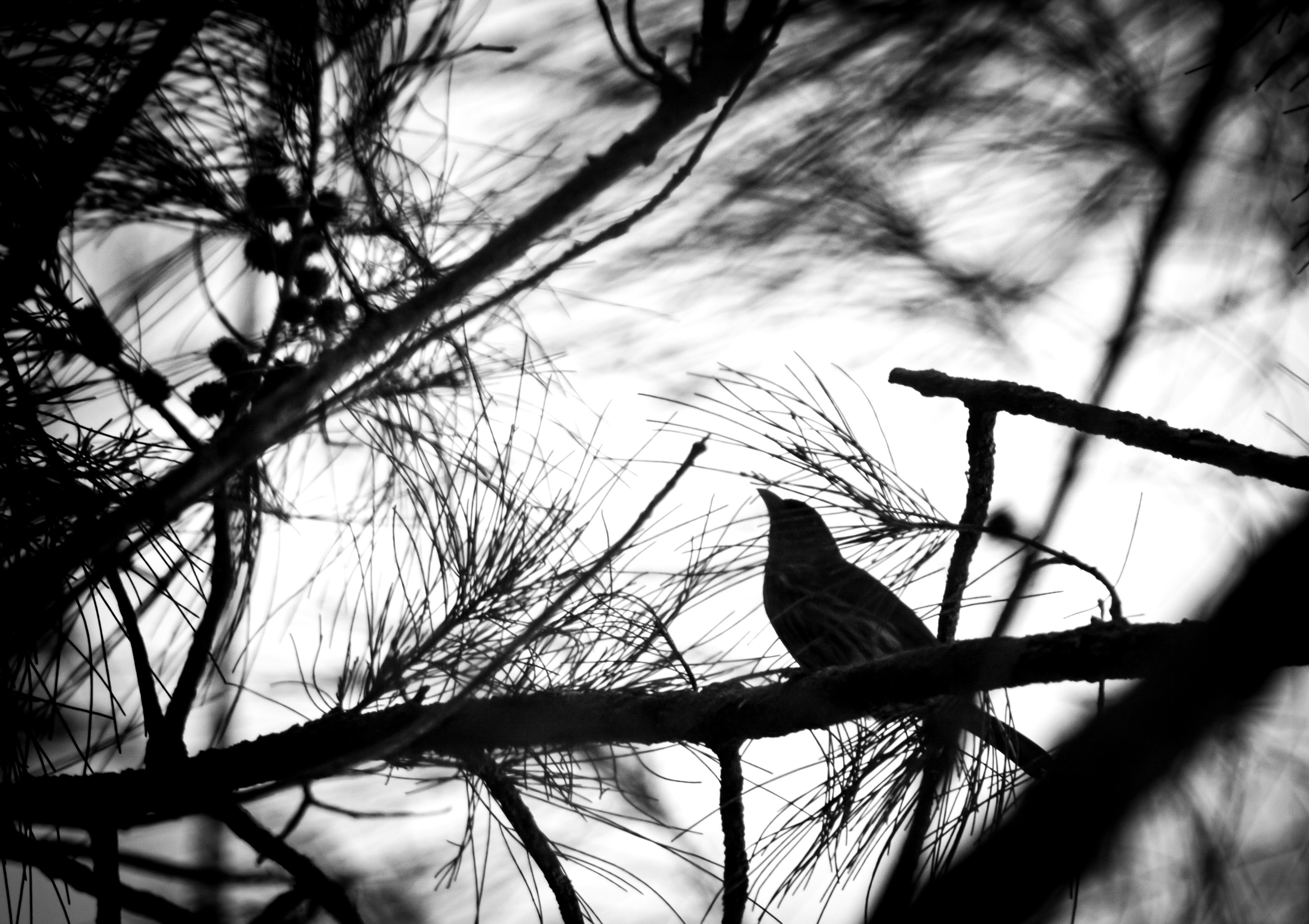 Silhouette of a lone bird on a thorny branch against a pale sky