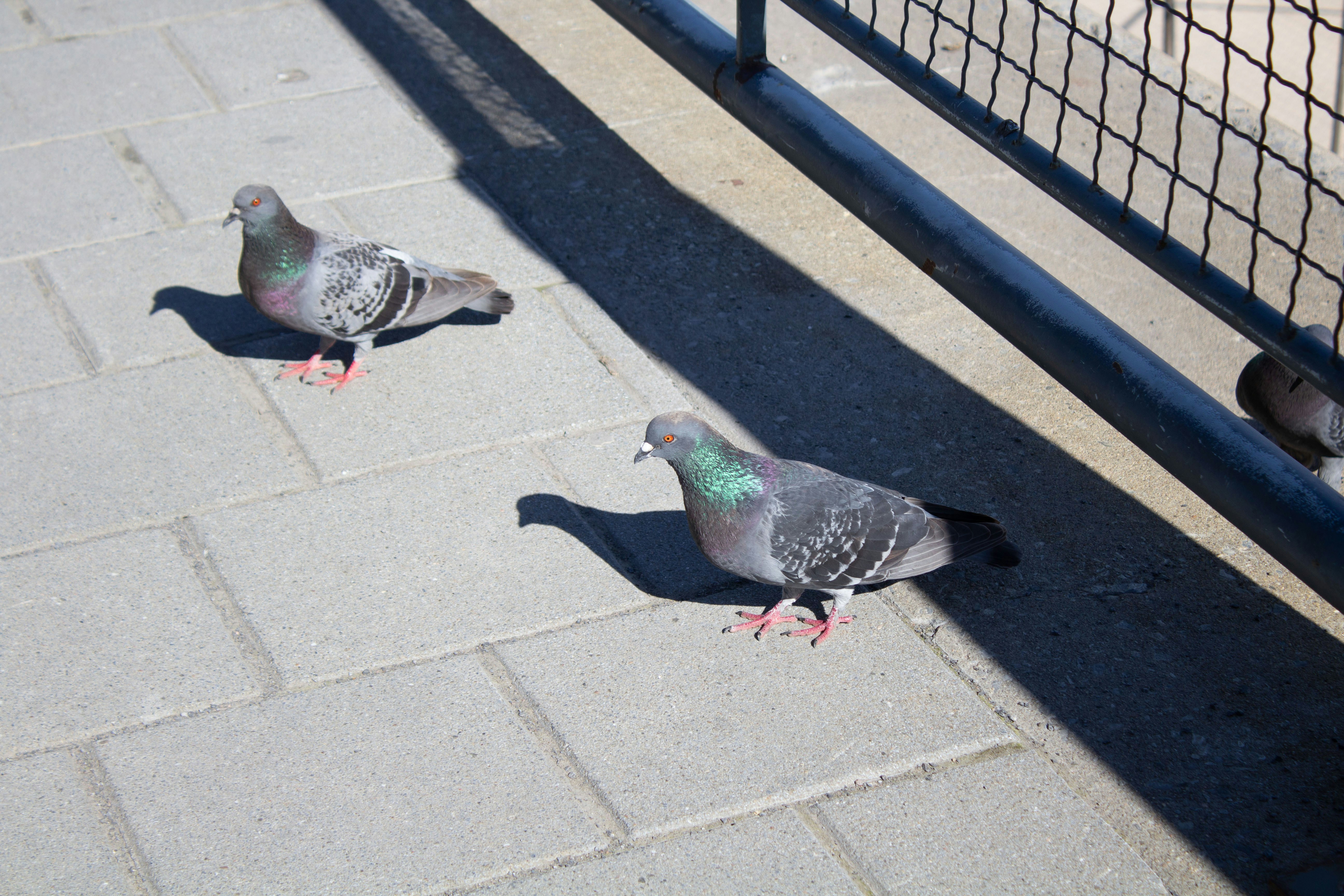 Pigeons on a sunlit plaza under a shadowed railing