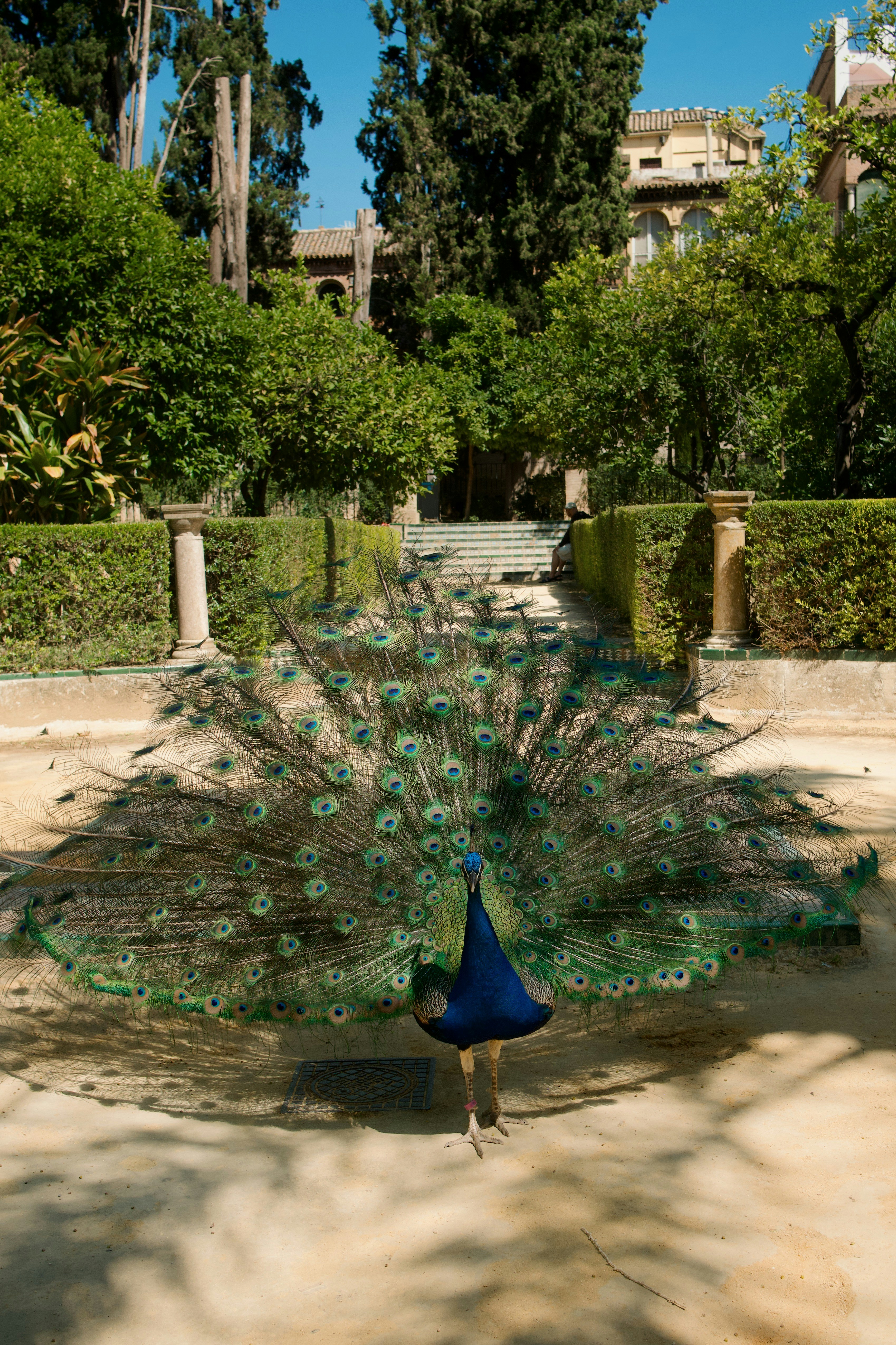 Emerald Curtain: A Striking Peacock Commands the Path