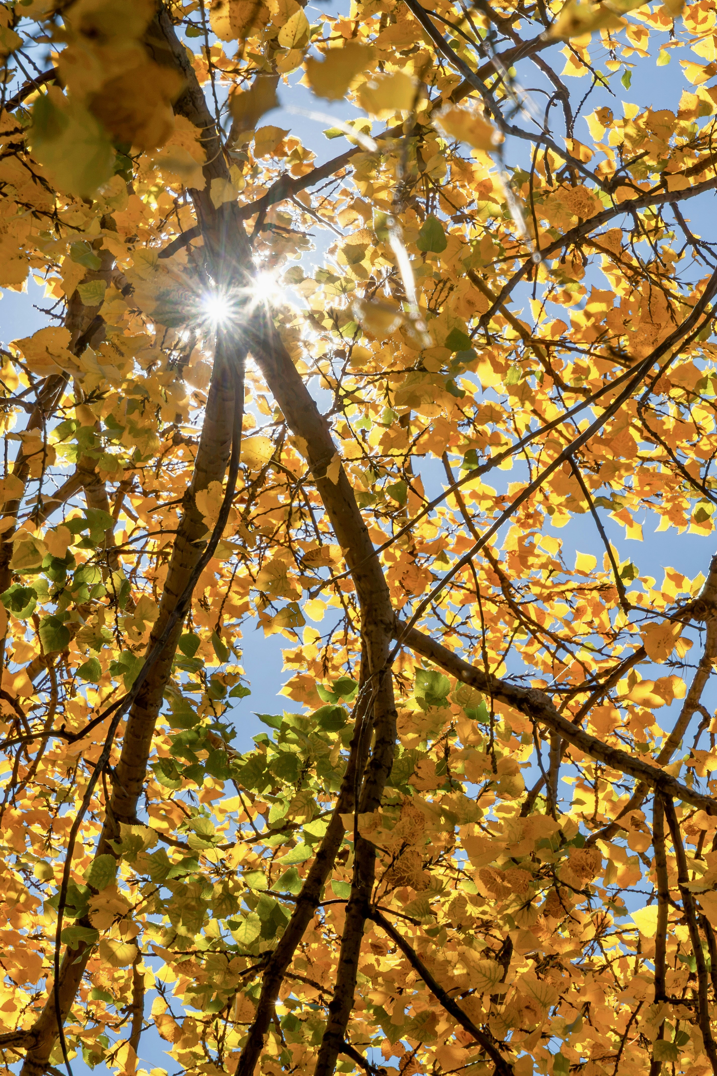 Sunburst Through Autumn Canopy: A Golden-Filled Skyward View