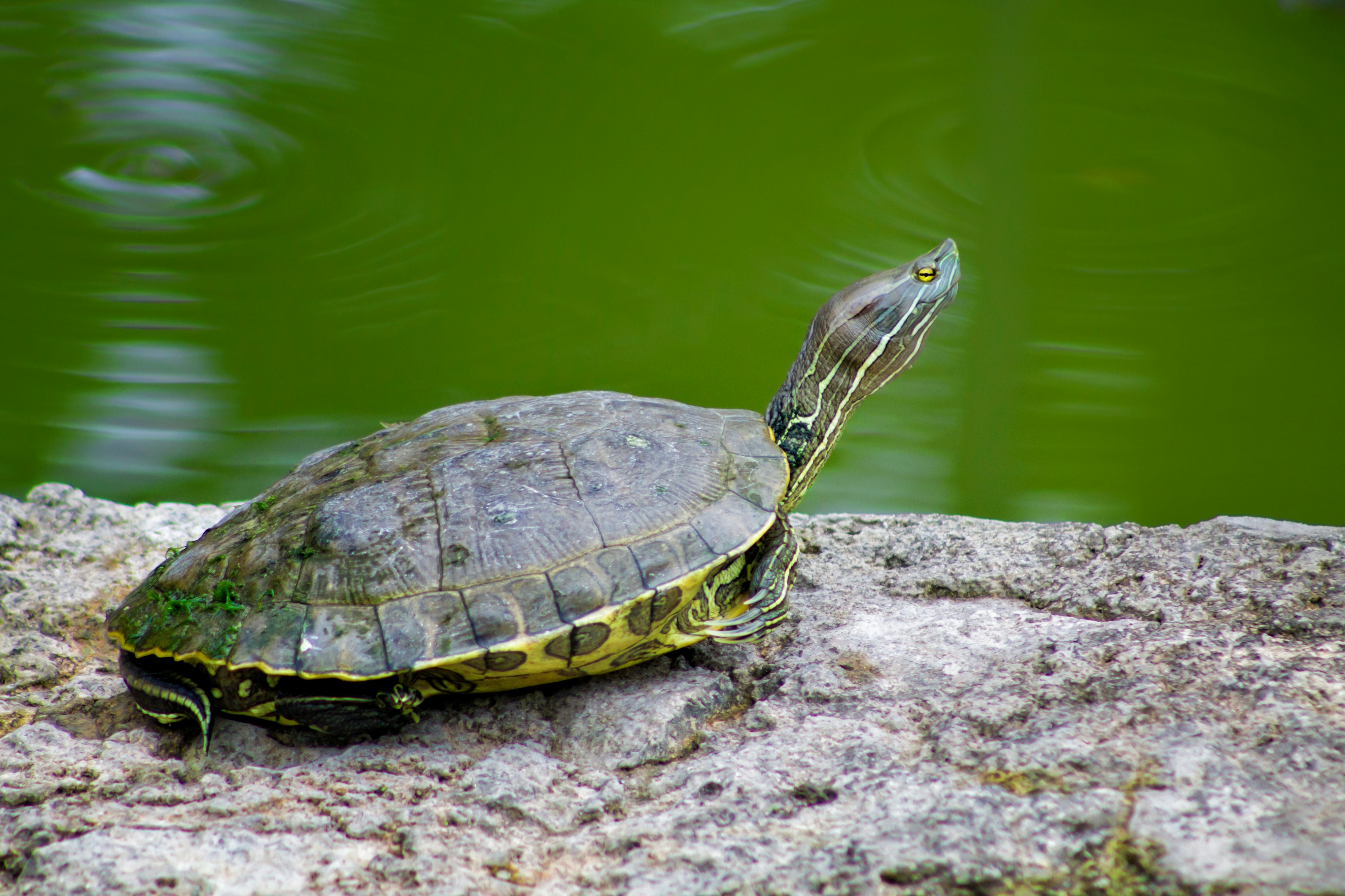 Sun-warmed Turtle on a Quiet River Rock