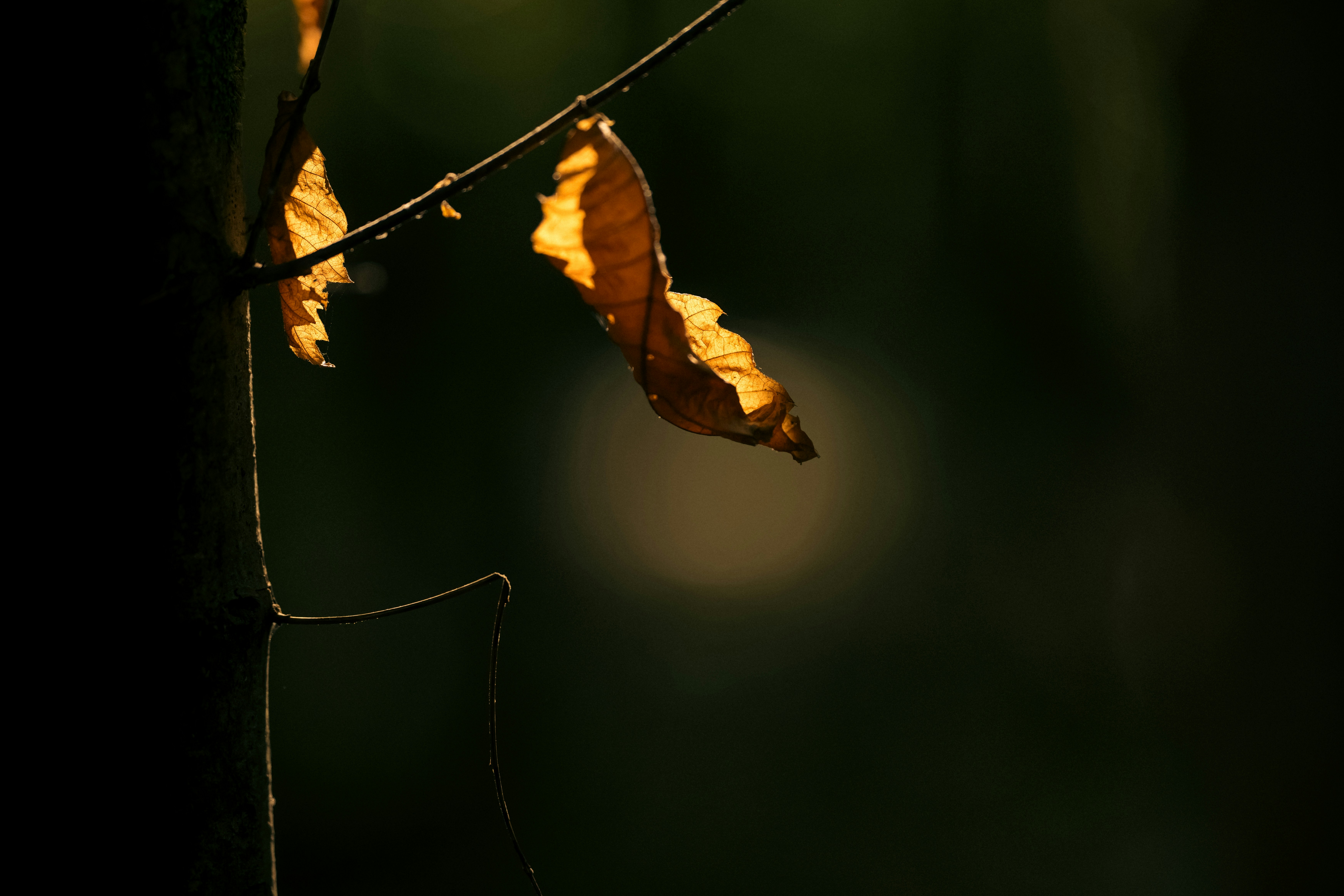 Amber Leaf on a Quiet Branch in Dappled Shade