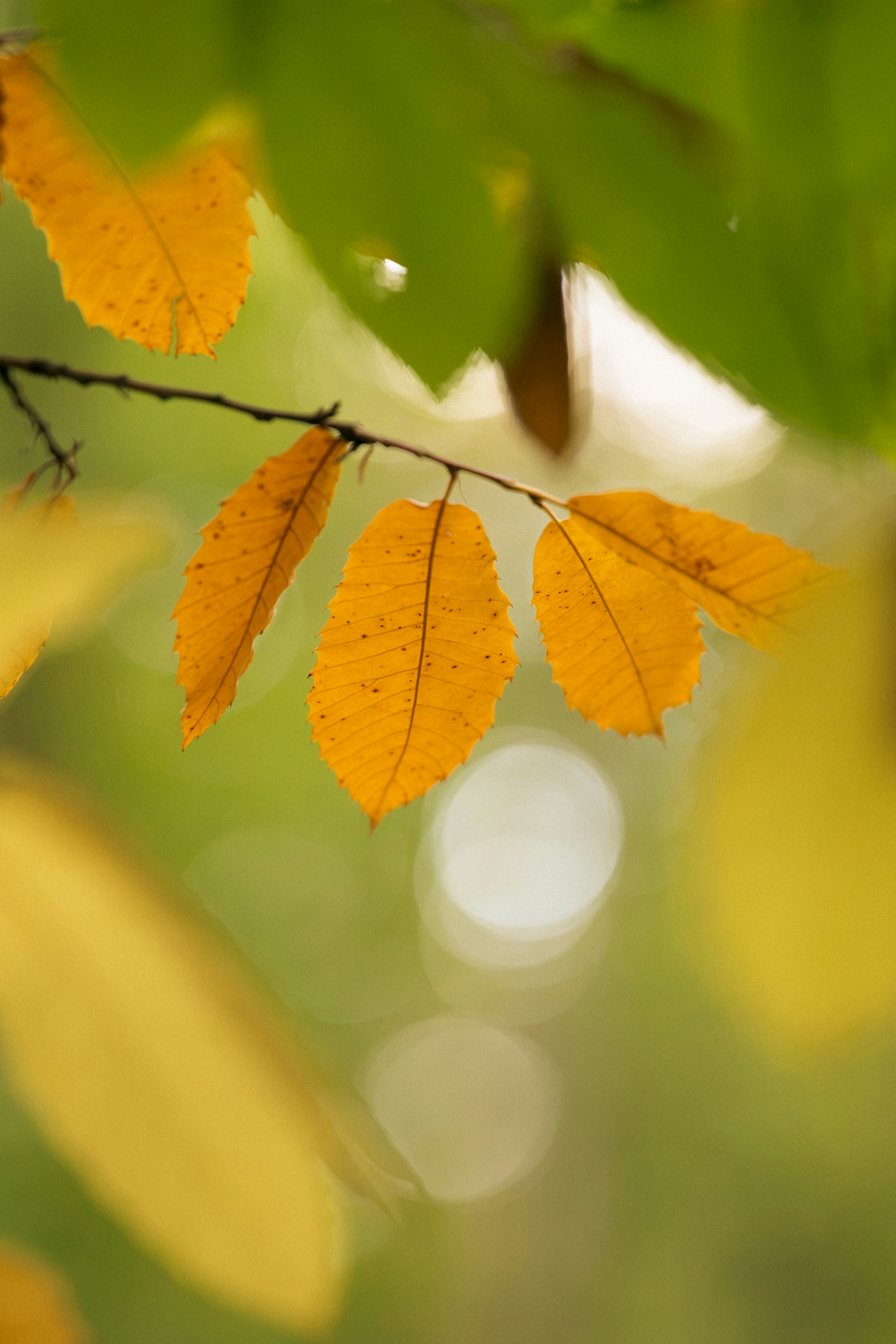 Golden leaves on a soft-focus branch in autumn light