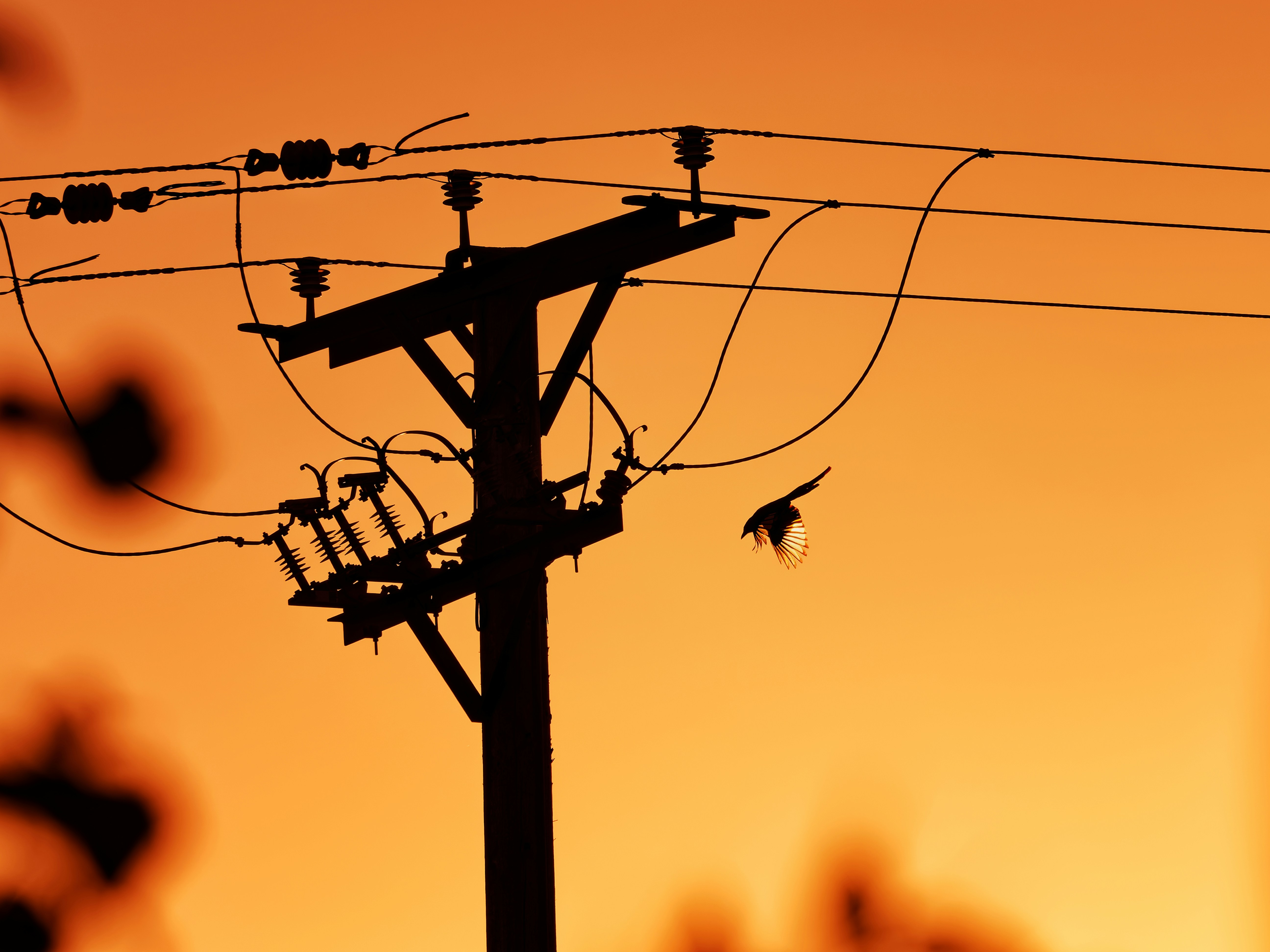 Silhouette at Sunset: The Quiet Power of a Power Line