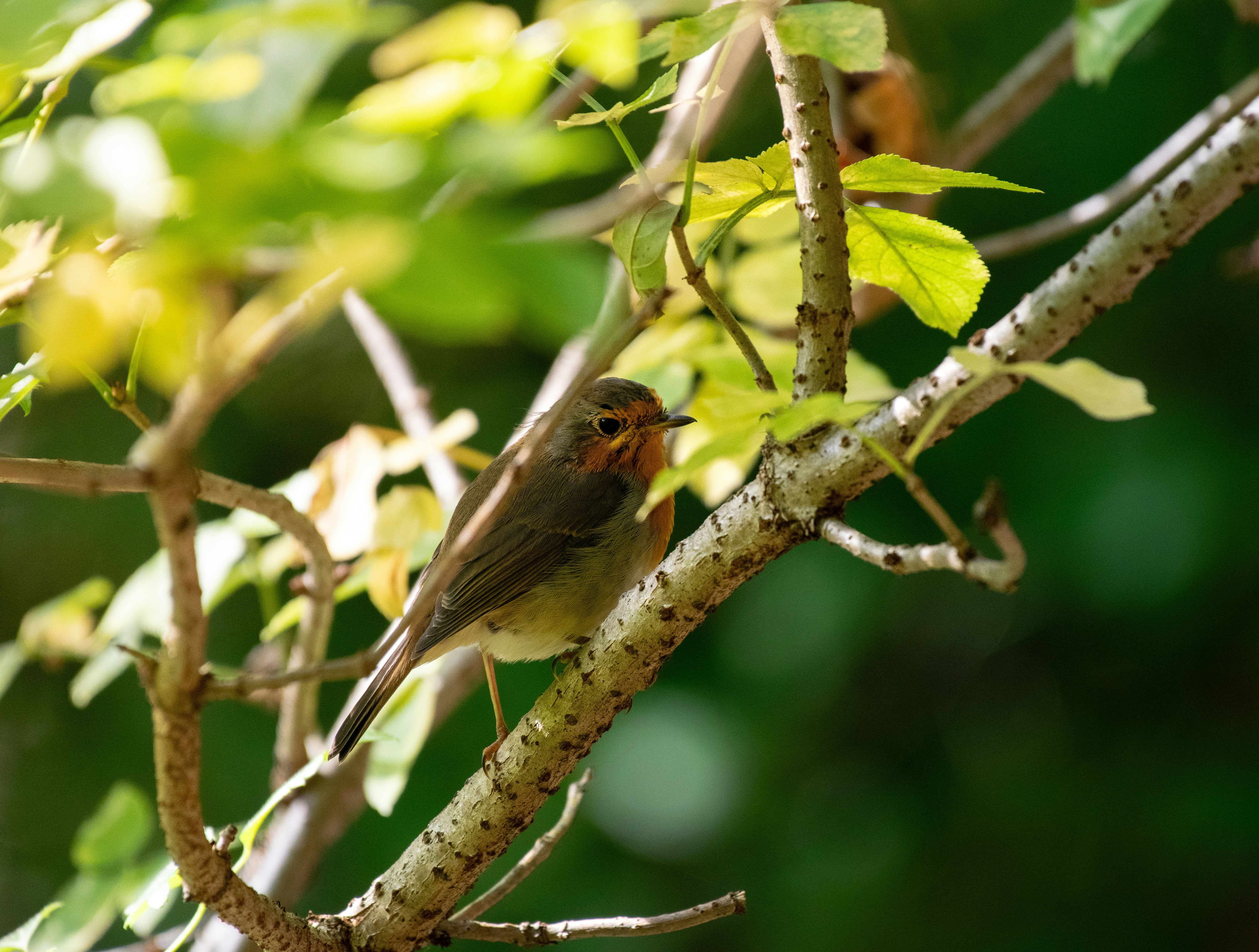 Orange-breasted Warbler Illuminated on a Lichen-dusted Branch