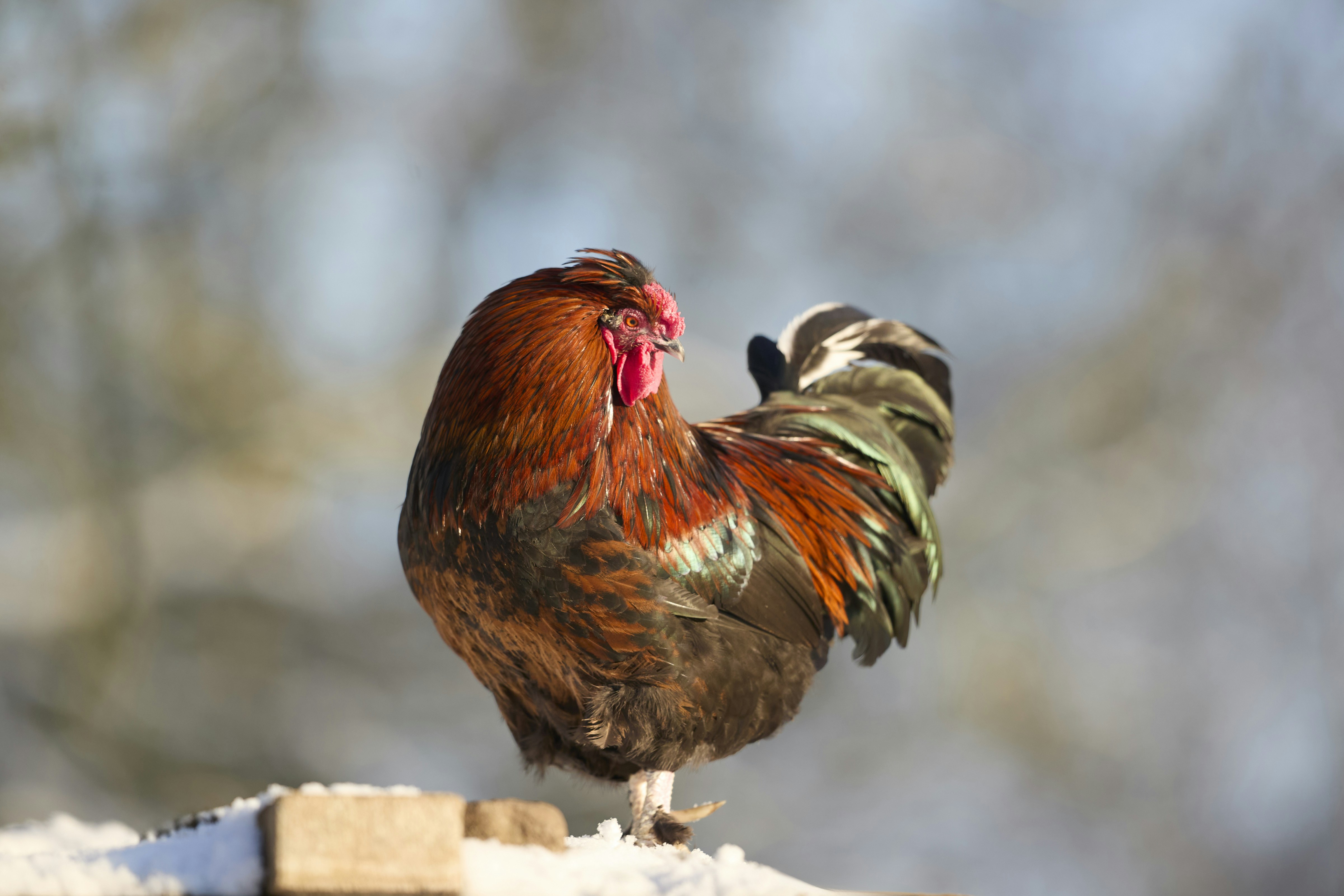 Sunlit Rooster on Snowy Perch