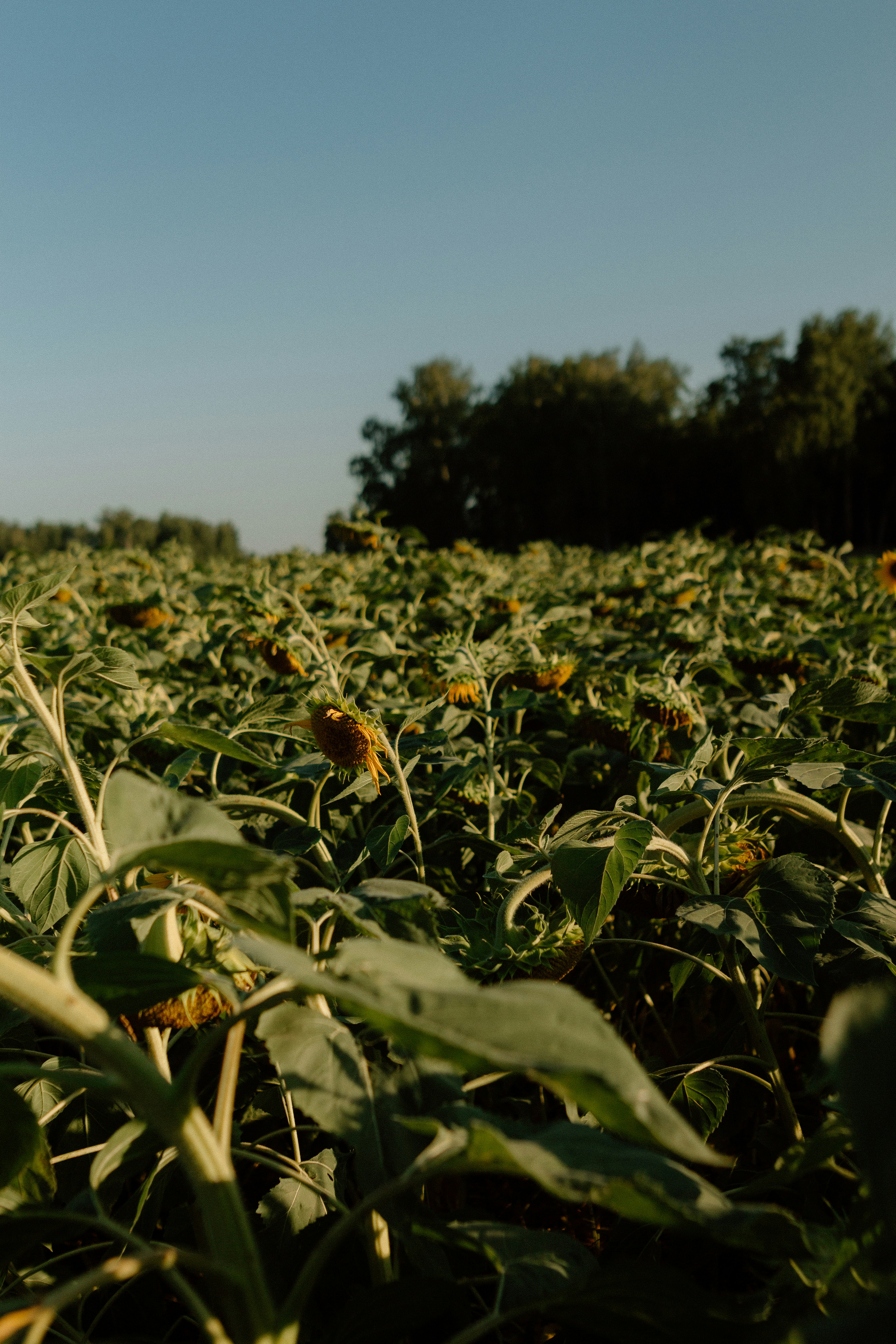 Sunflower Sea of Green Under a Clear Summer Sky