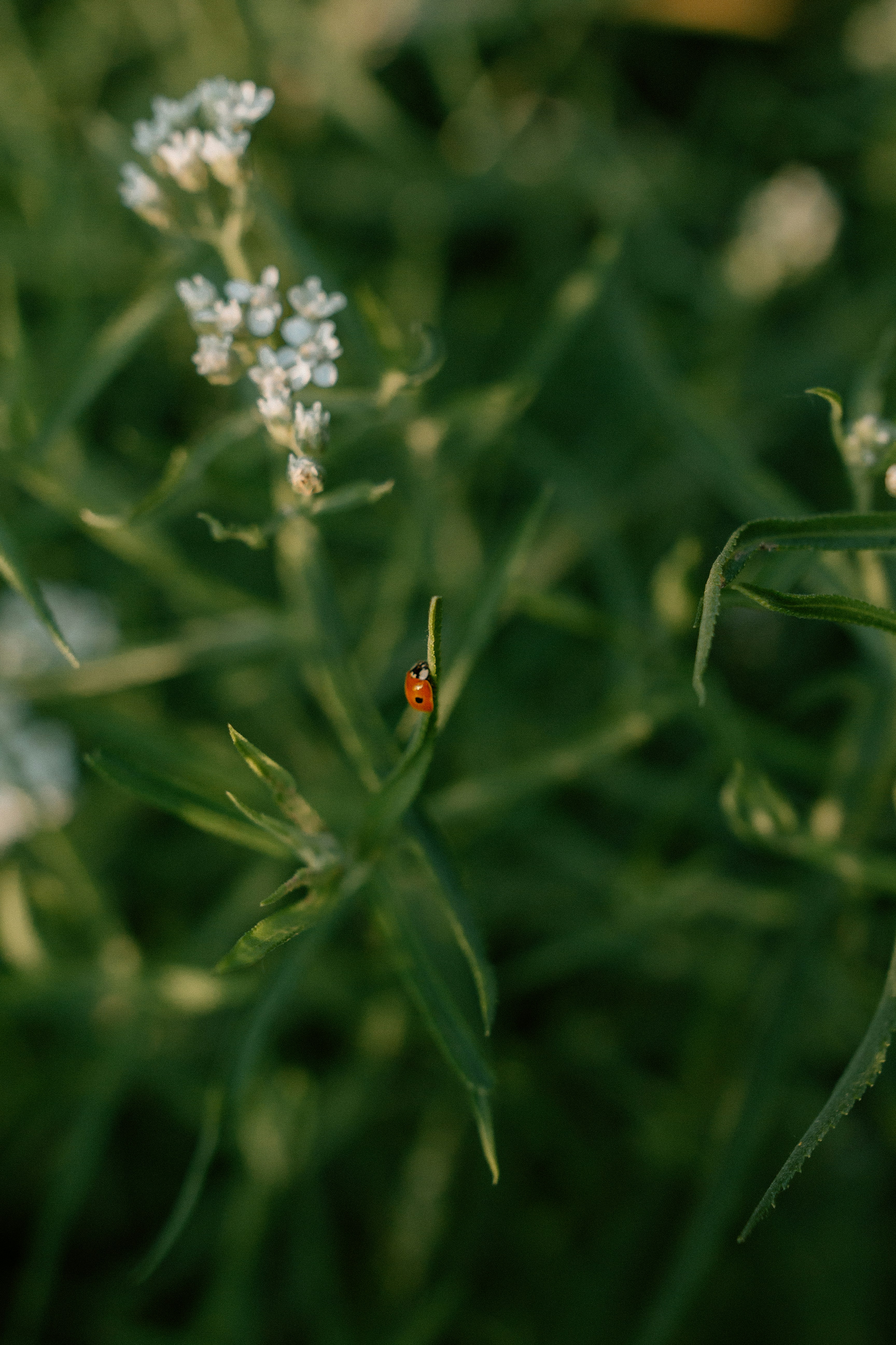 Red Ladybug Among Green Threads