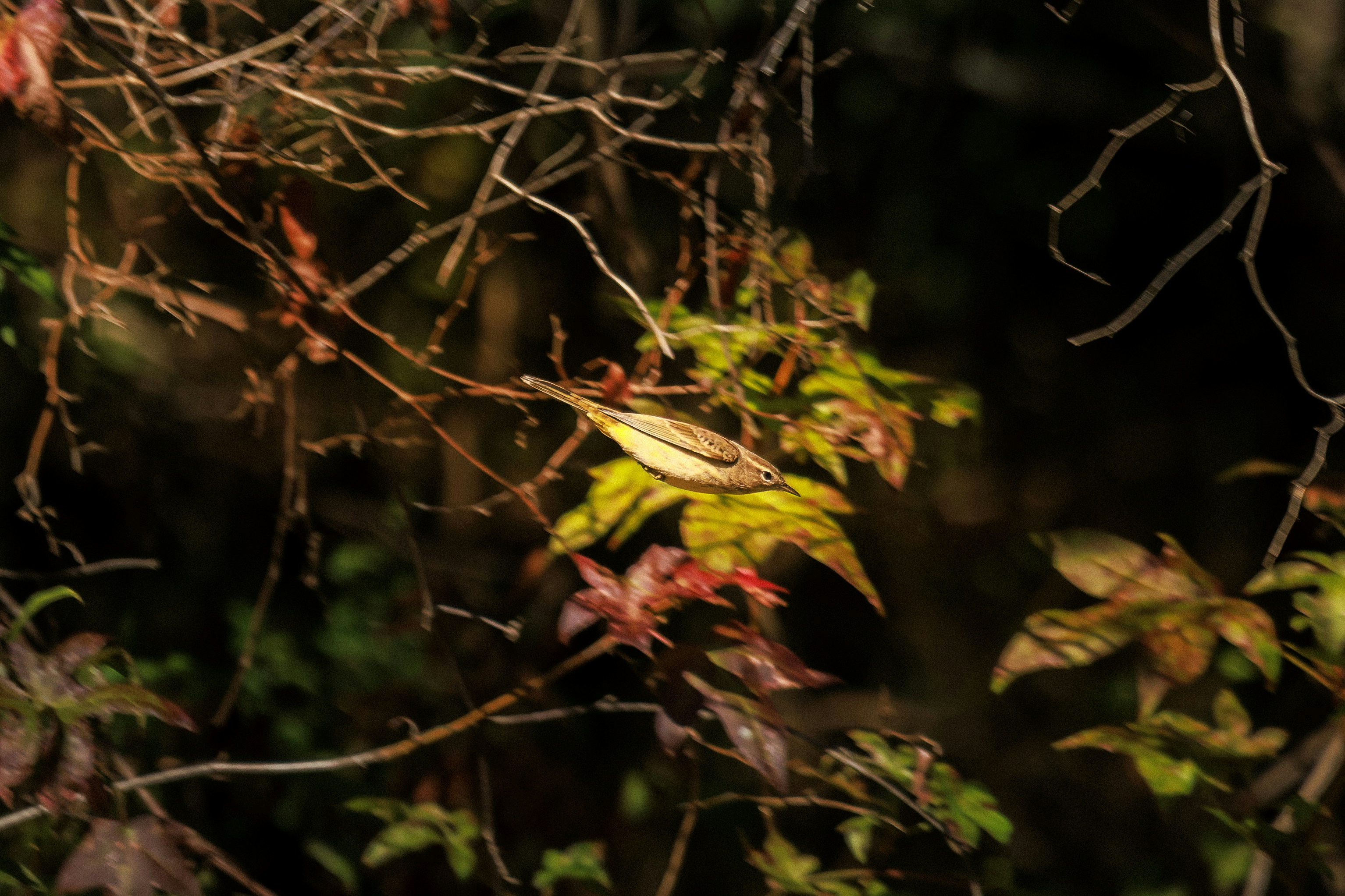 A small bird caught mid-flight between branches, its wings tucked close against a backdrop of red and green autumn leaves.