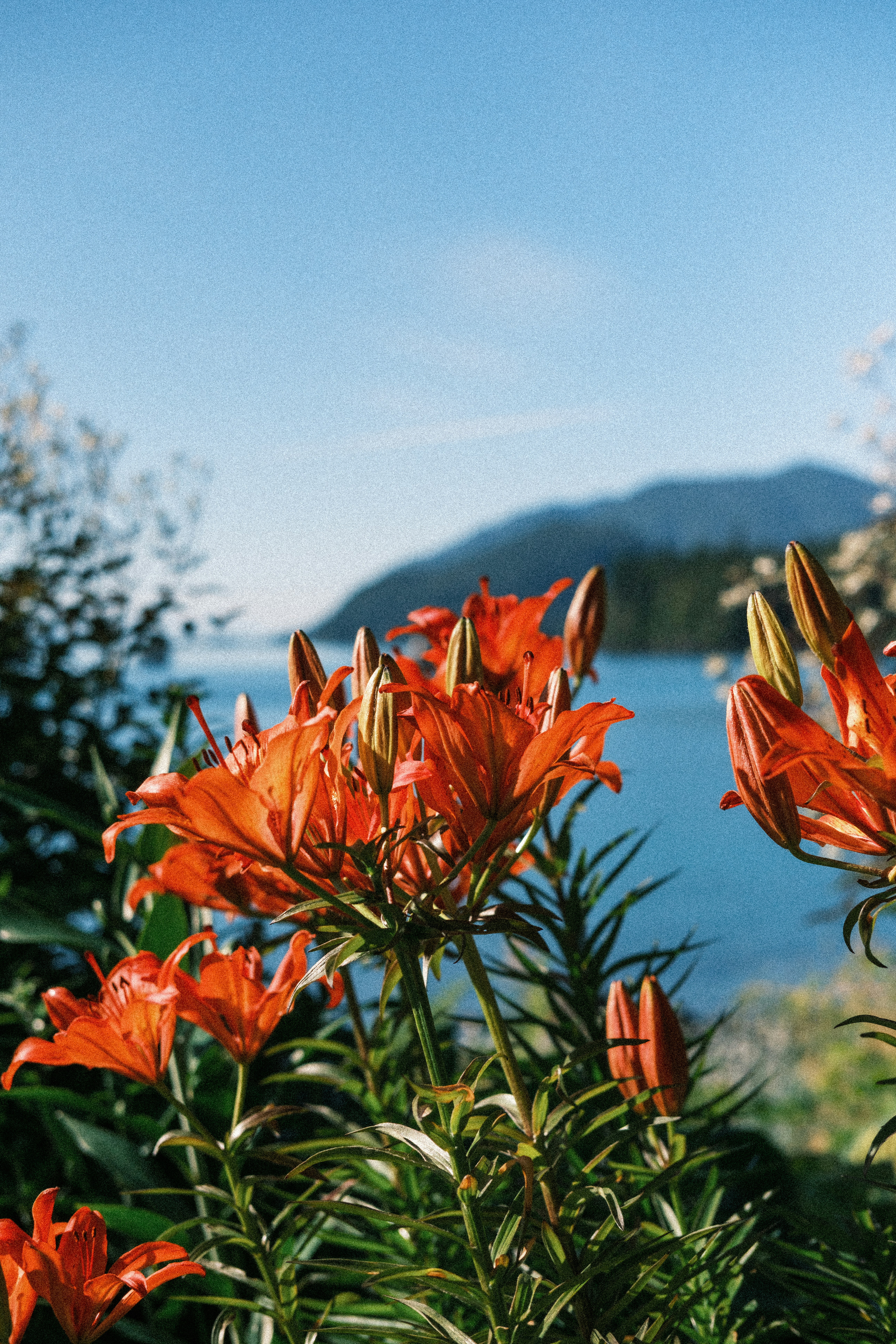 Crimson Lilies by the Lake with Mountain Backdrop