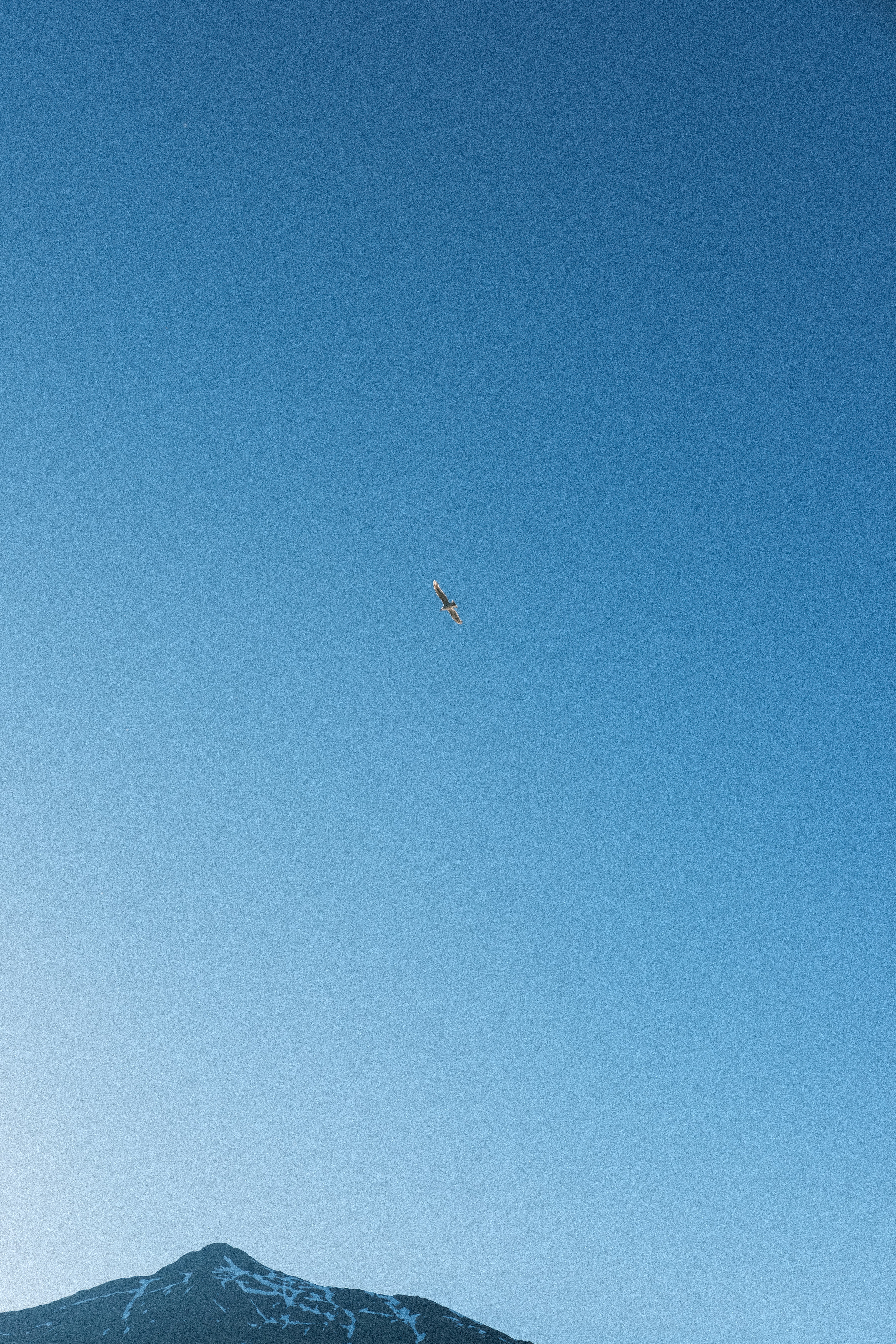 A lone gull wheels over a windswept mountain ridge at blue hour