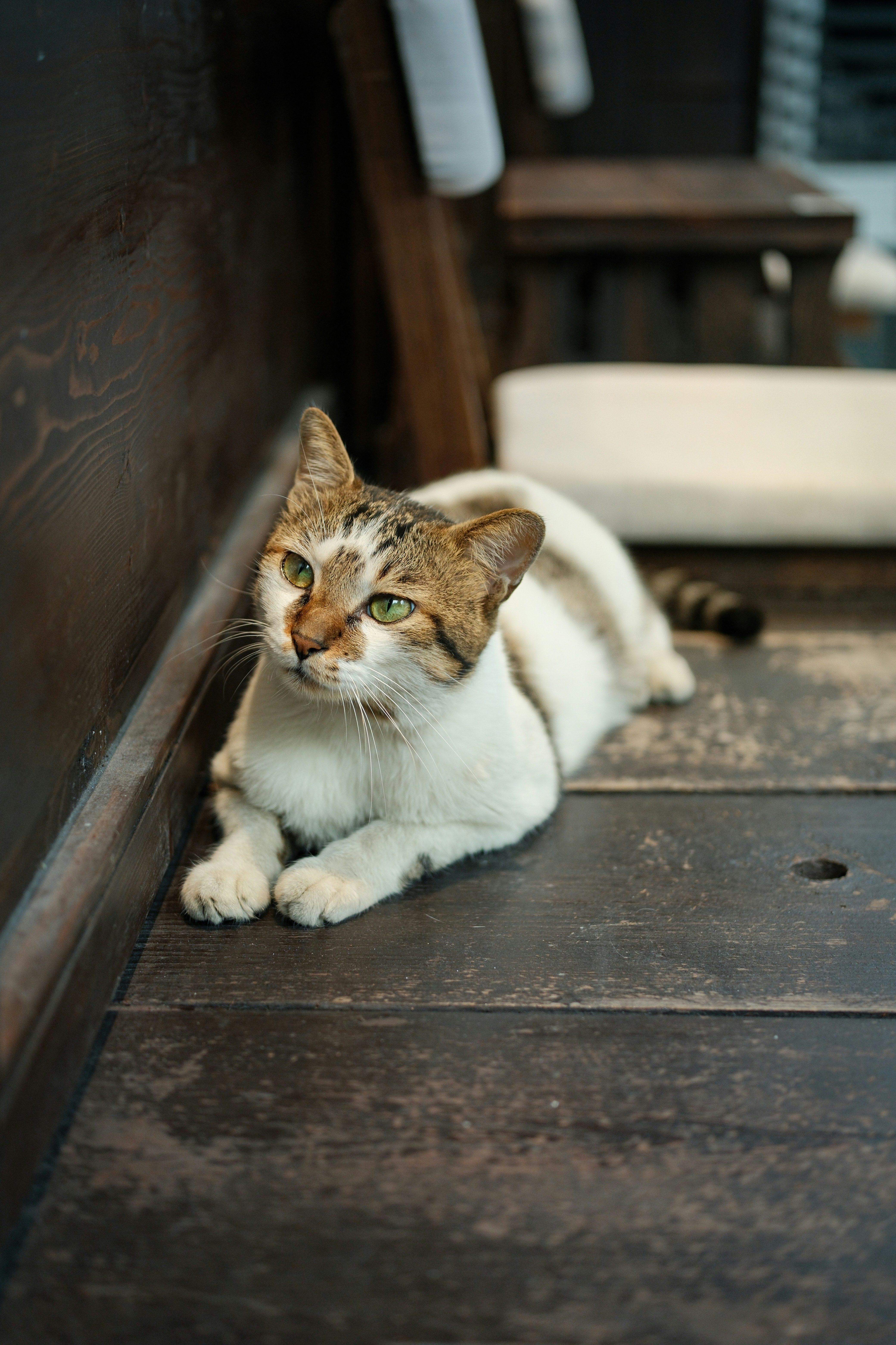 Laid-Back Feline on a Wooden Porch