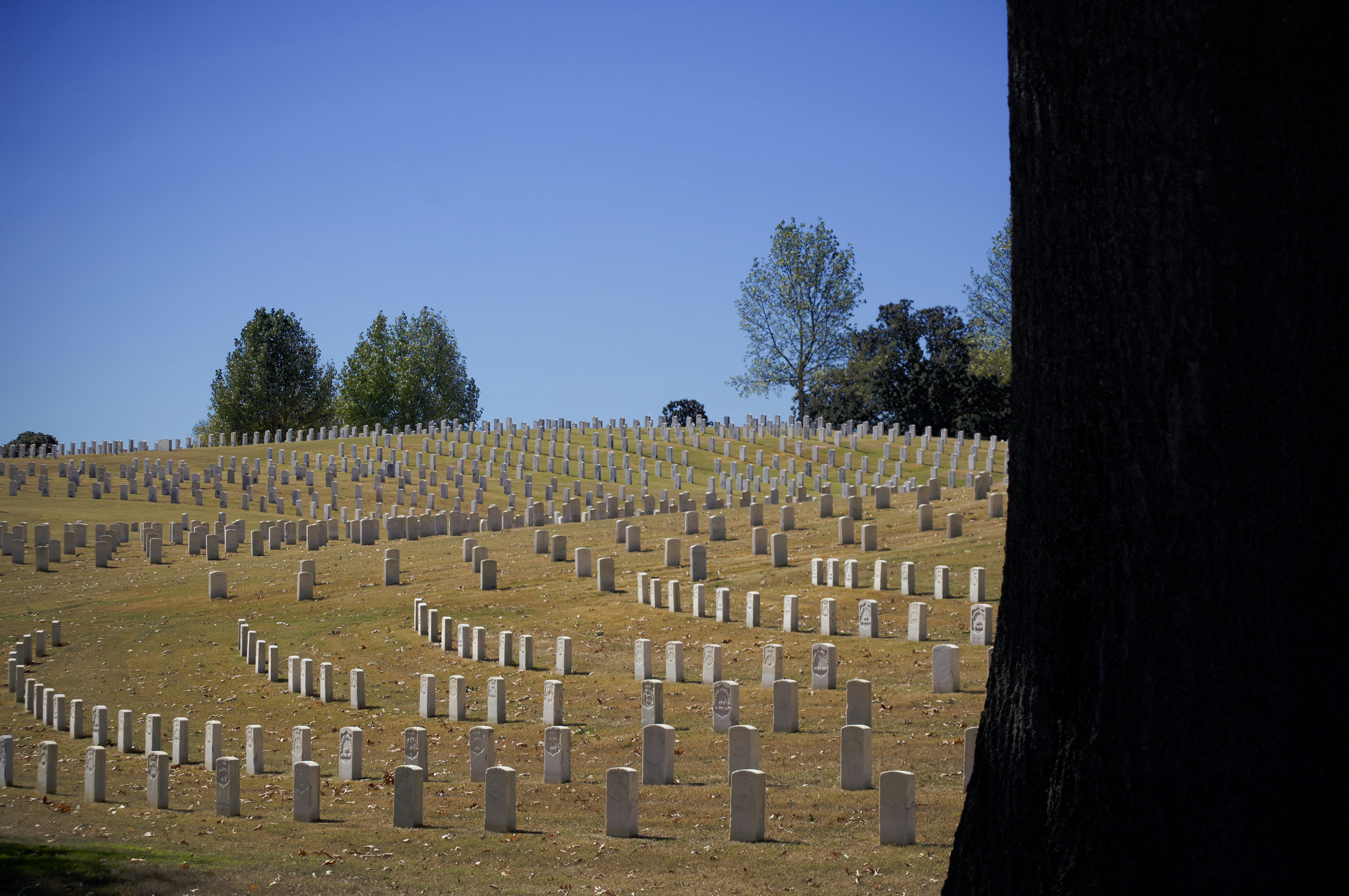 Rows of Quiet Stands: A Sunlit Cemetery Field Framed by a Silent Tree
