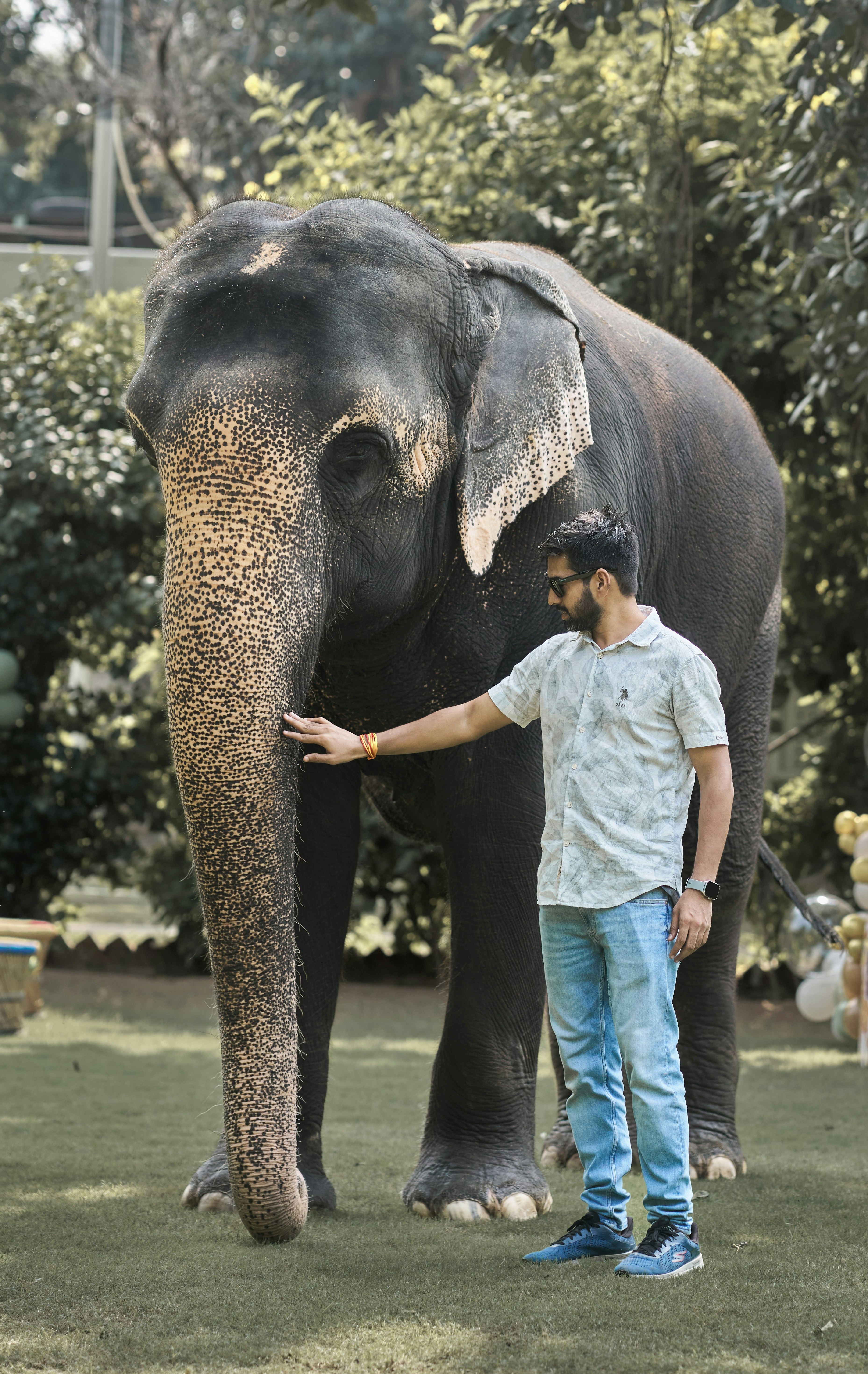 Gentle Giant: An Elephant and Its Human Friend in a Sunlit Green Clearing