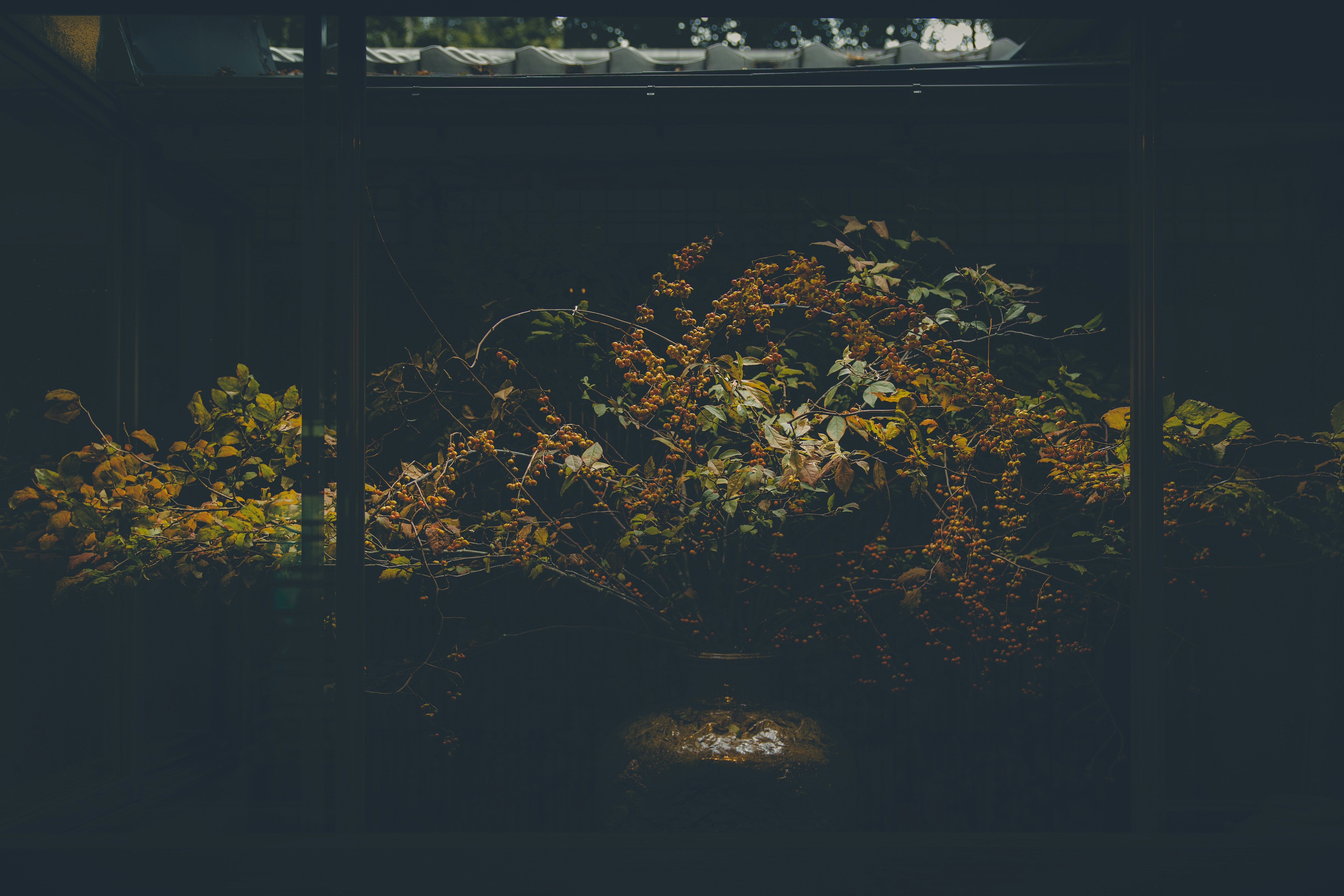 Closed Vessel, Quiet Autumn: A Dark Glass Aquarium of Foliage