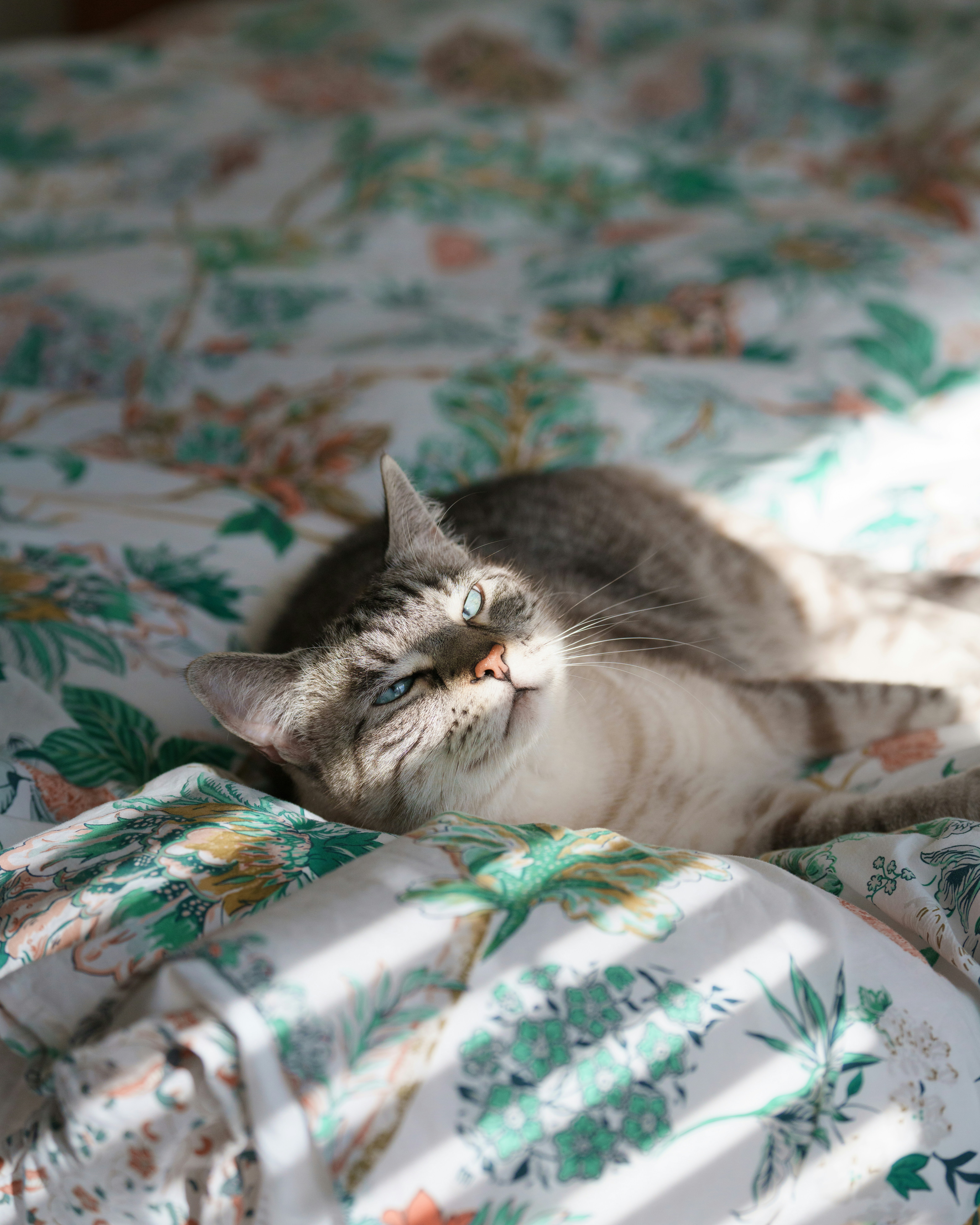 Soft Recline: A Sunlit Cat Looms over Floral Linen