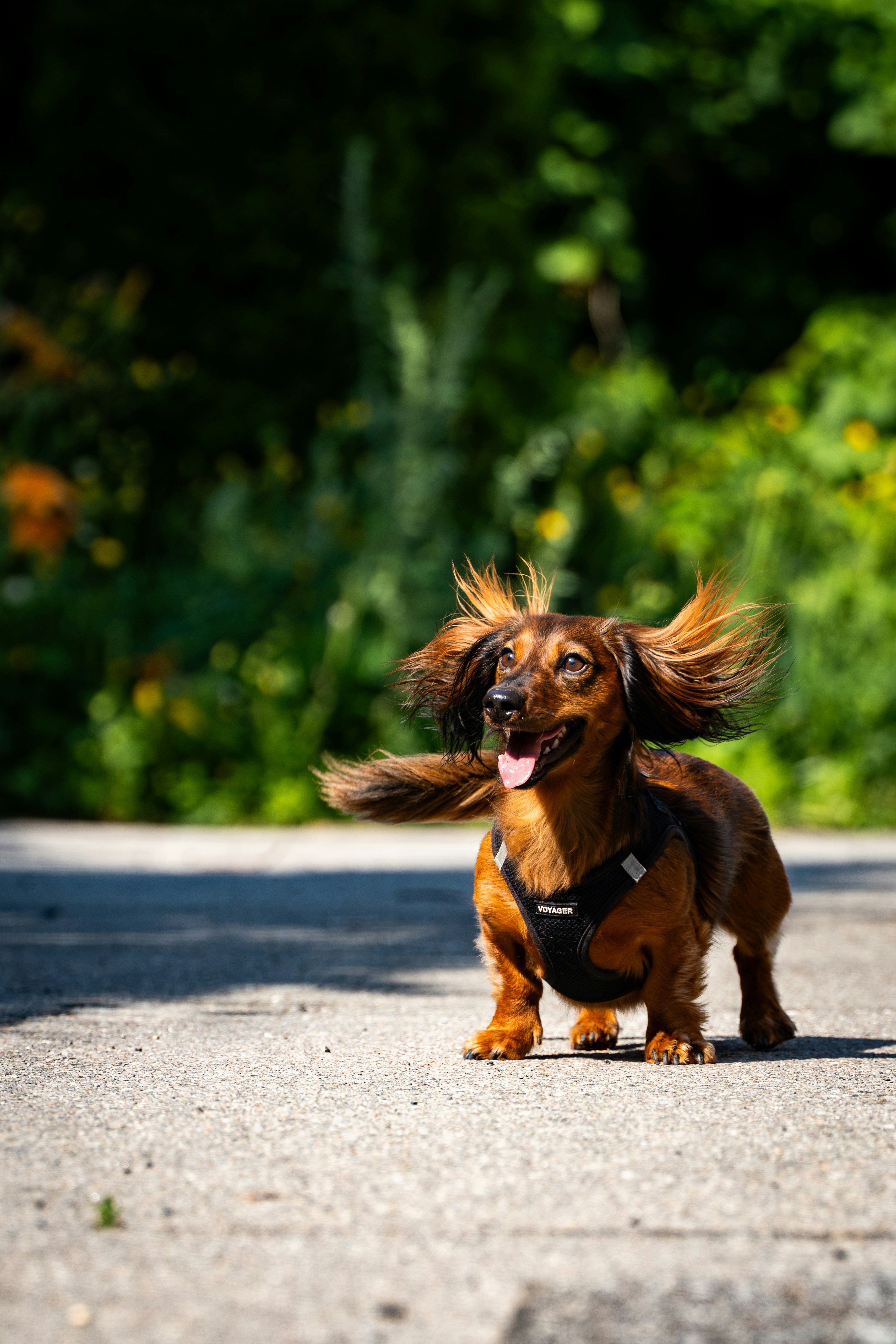 A long-haired dachshund wearing a black harness standing on a sunny paved path